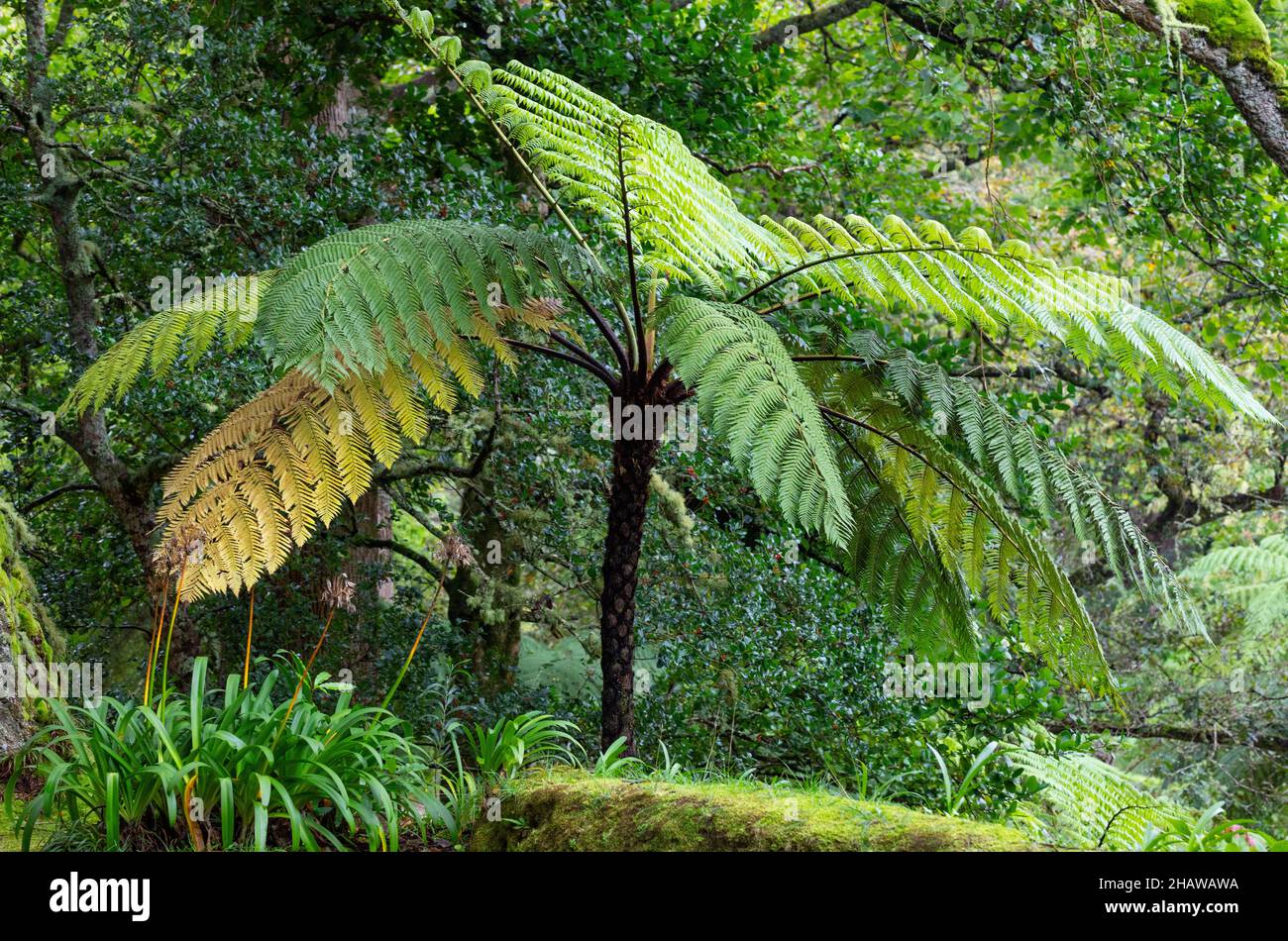Tree ferns (Cyatheales) in the botanical garden Terra Nostra Park ...