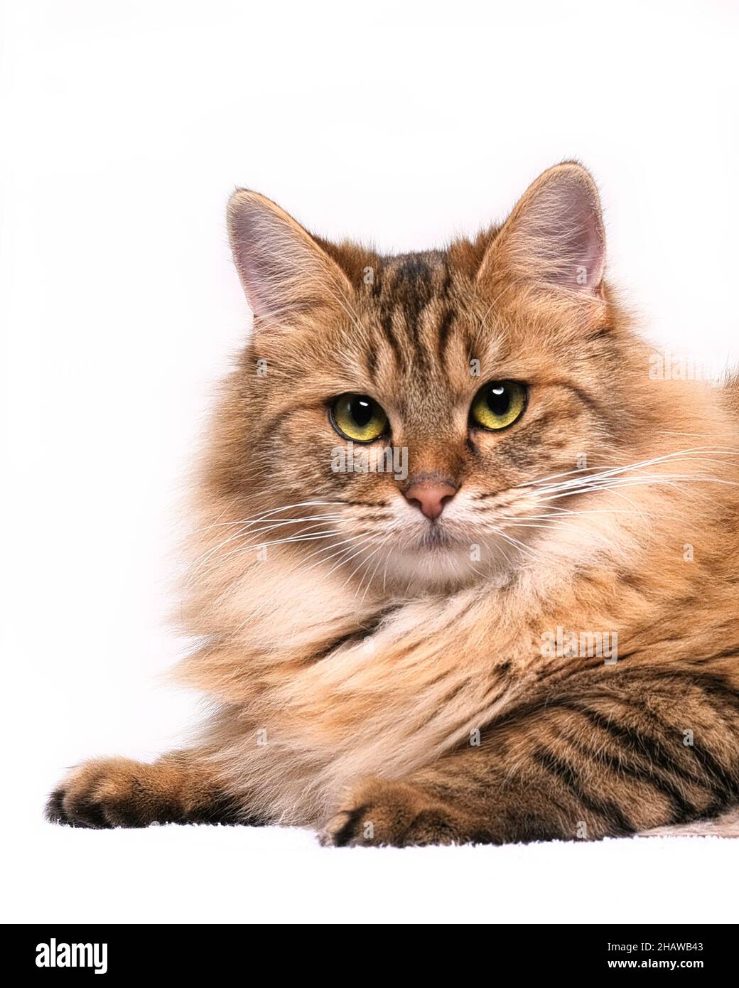 long hair cat in front of white backround Stock Photo - Alamy