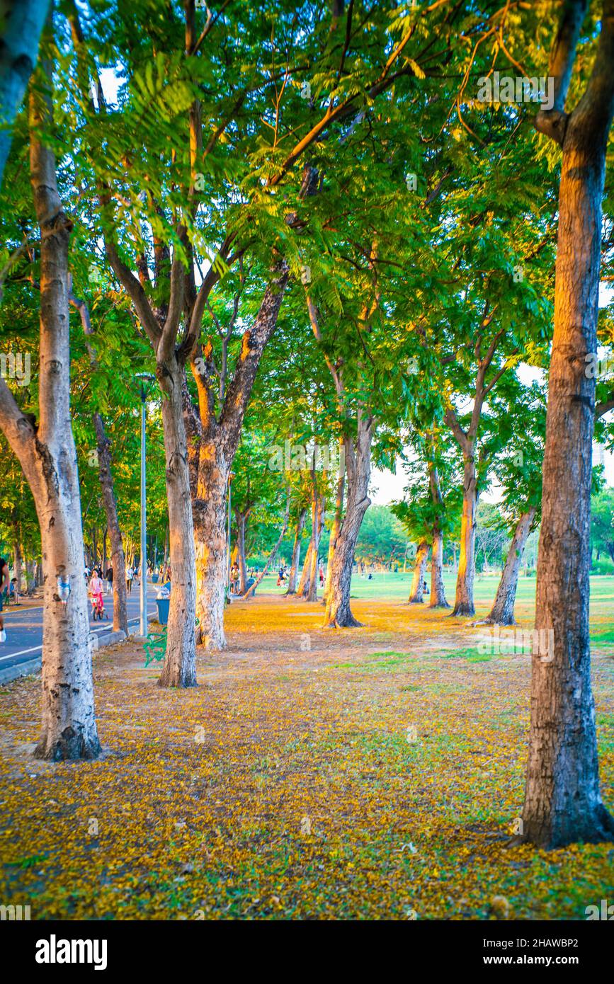 Green meadow with tree park sunset light nature landscape Stock Photo ...