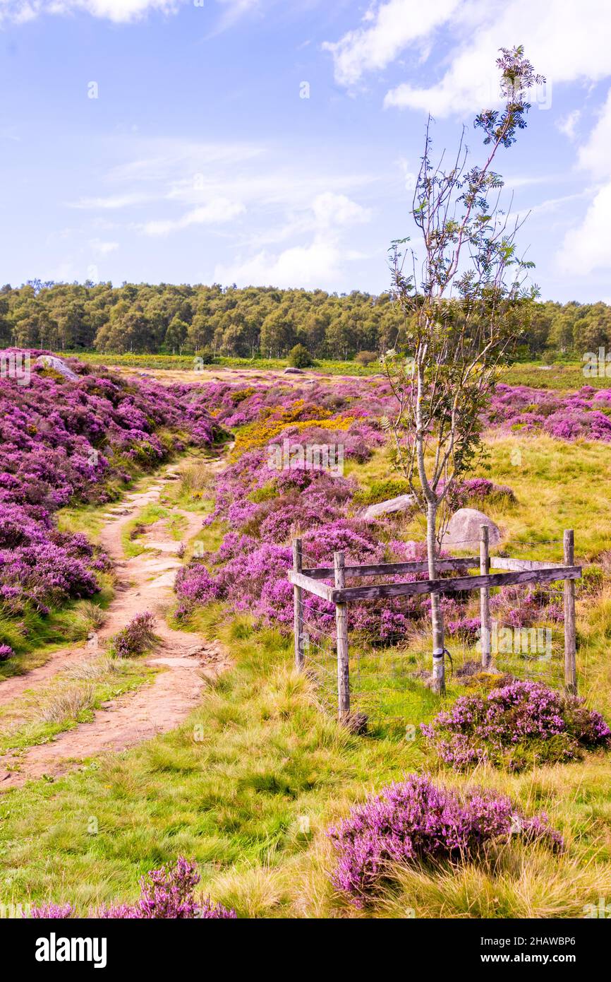 A young sapling grows in s a beautiful moorland landscape turned pink ...