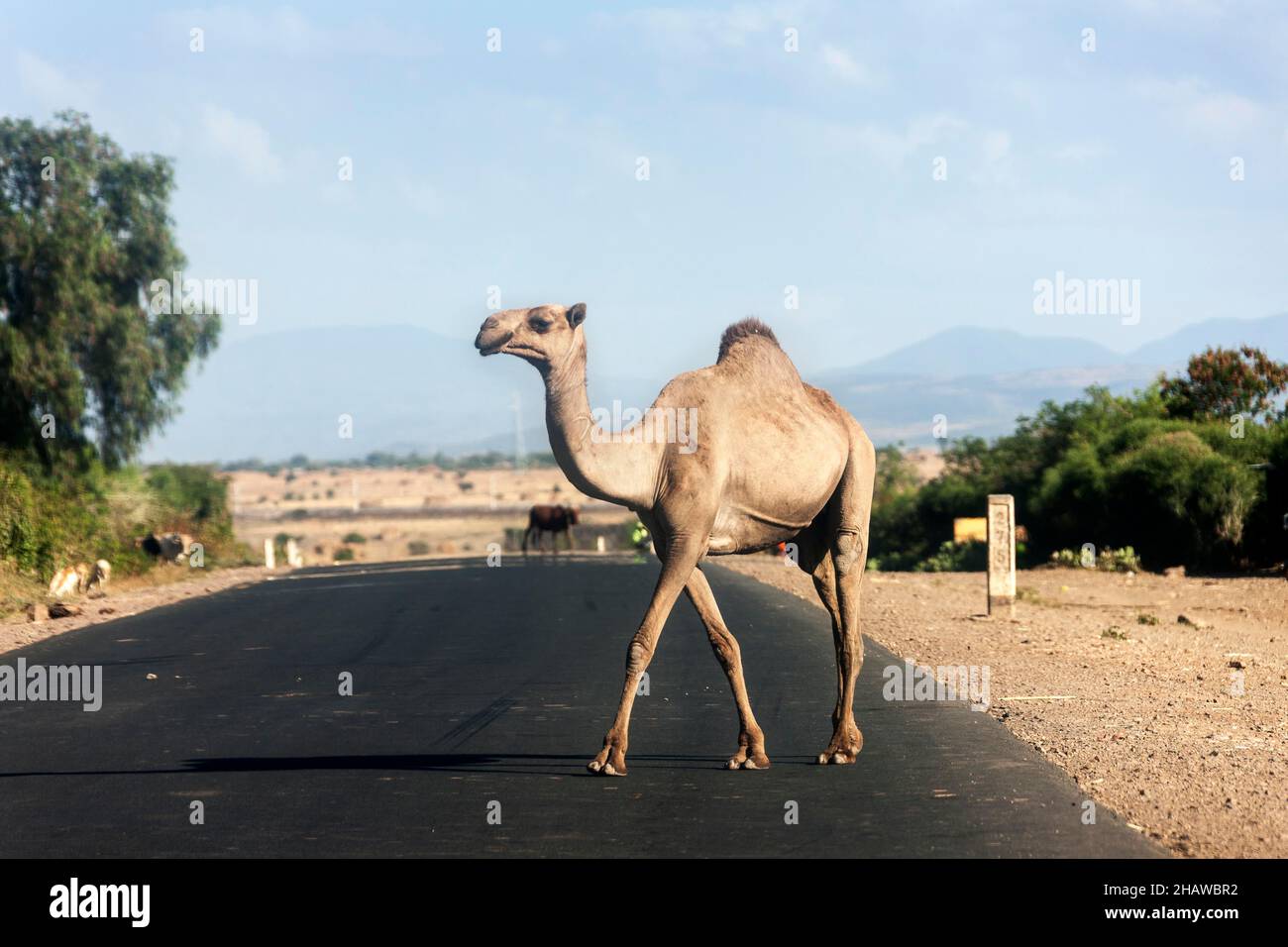 Dromedary (Camelus dromedarius), Arabian camel, road, Sidama, Ethiopia ...