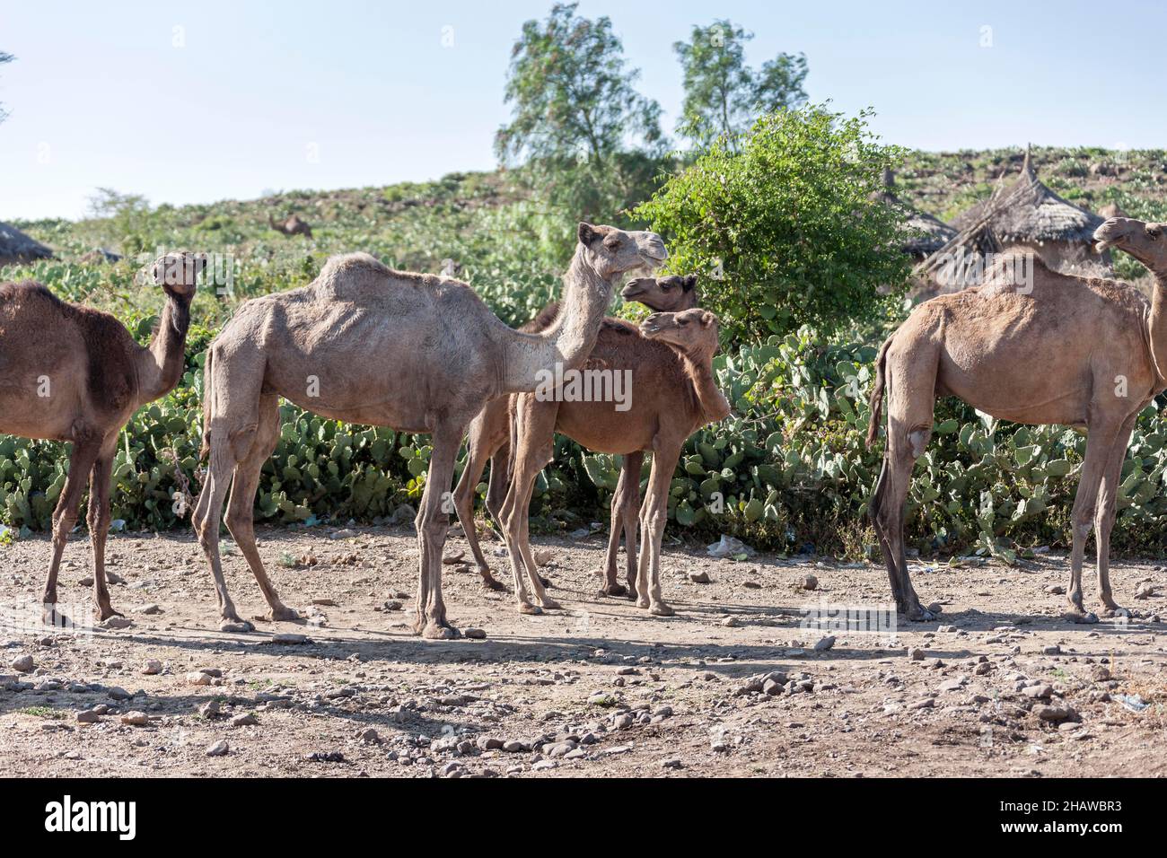 Dromedary (Camelus dromedarius), Arabian camel, road, Sidama, Ethiopia ...