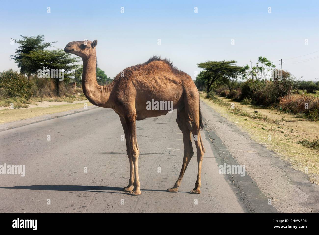 Dromedary (Camelus dromedarius), Arabian camel, road, Sidama, Ethiopia ...