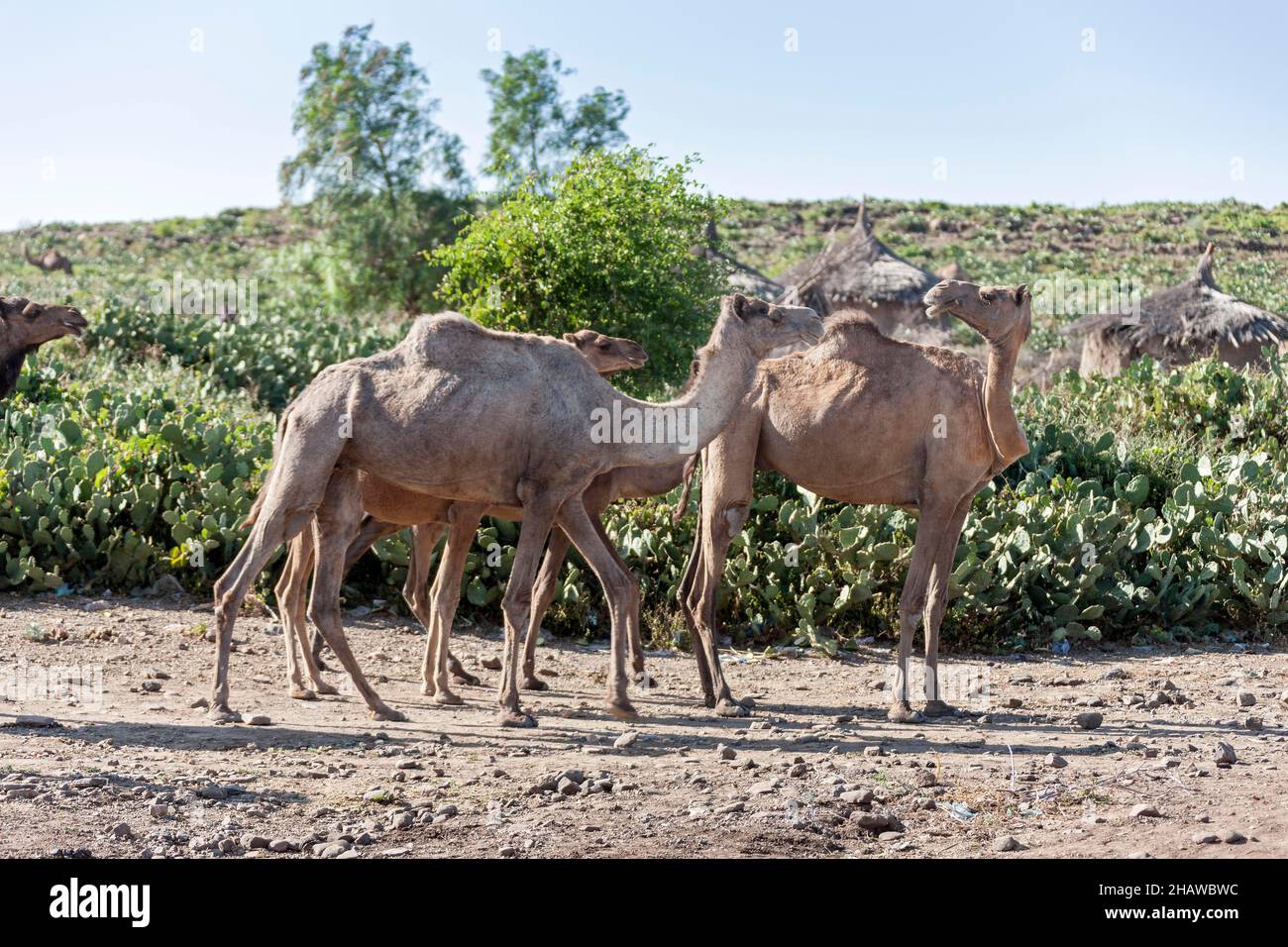 Dromedary camelus dromedarius arabian hi-res stock photography and ...