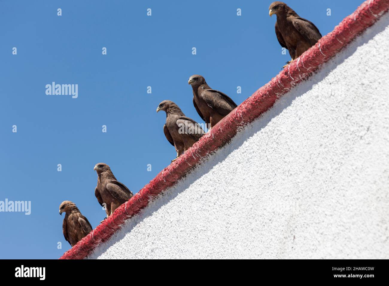 Lanner falcon (Falco biarmicus), Harar, Ethiopia Stock Photo - Alamy