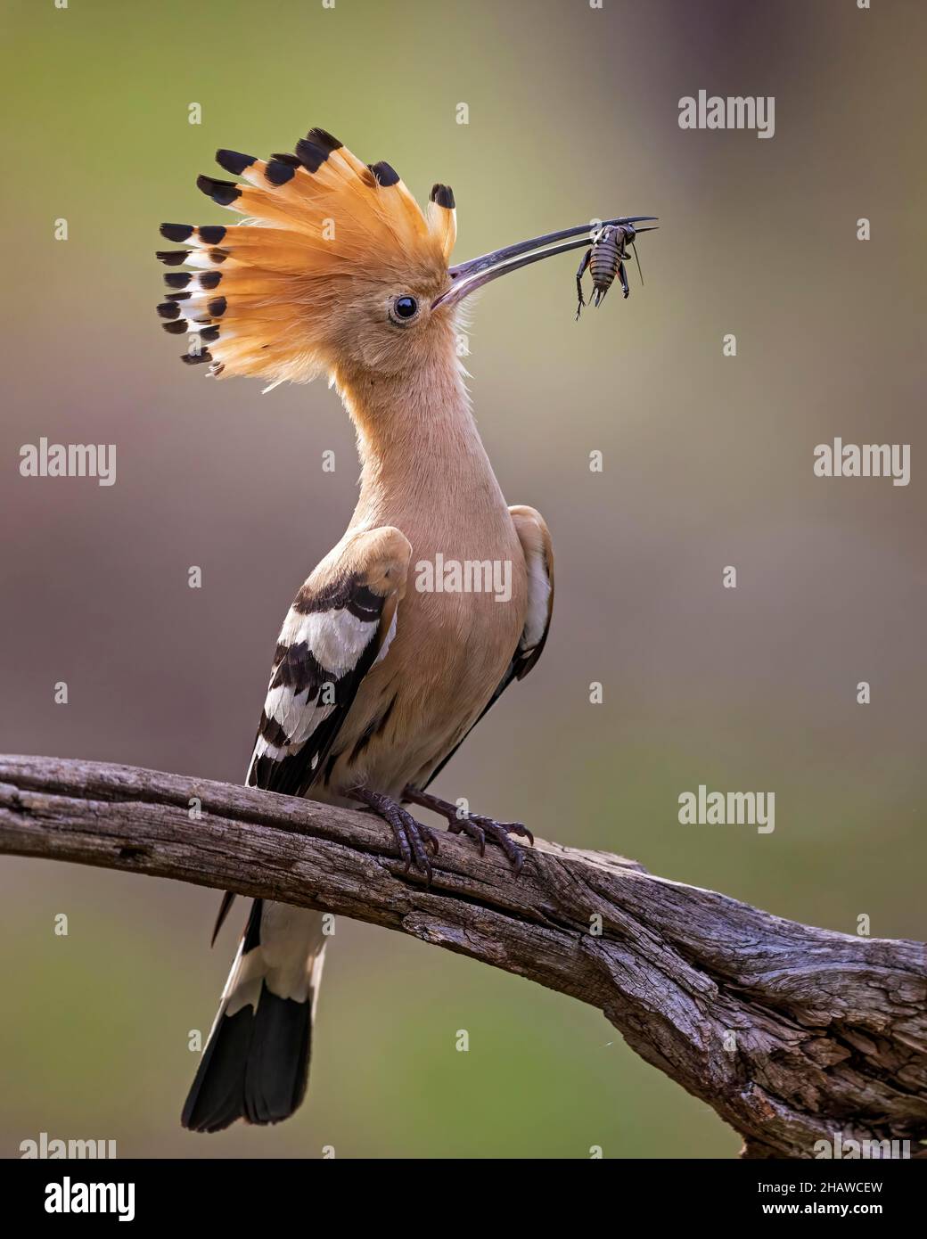 Hoopoe (Upupa epops) Bird of the Year 2022, with field cricket as prey ...