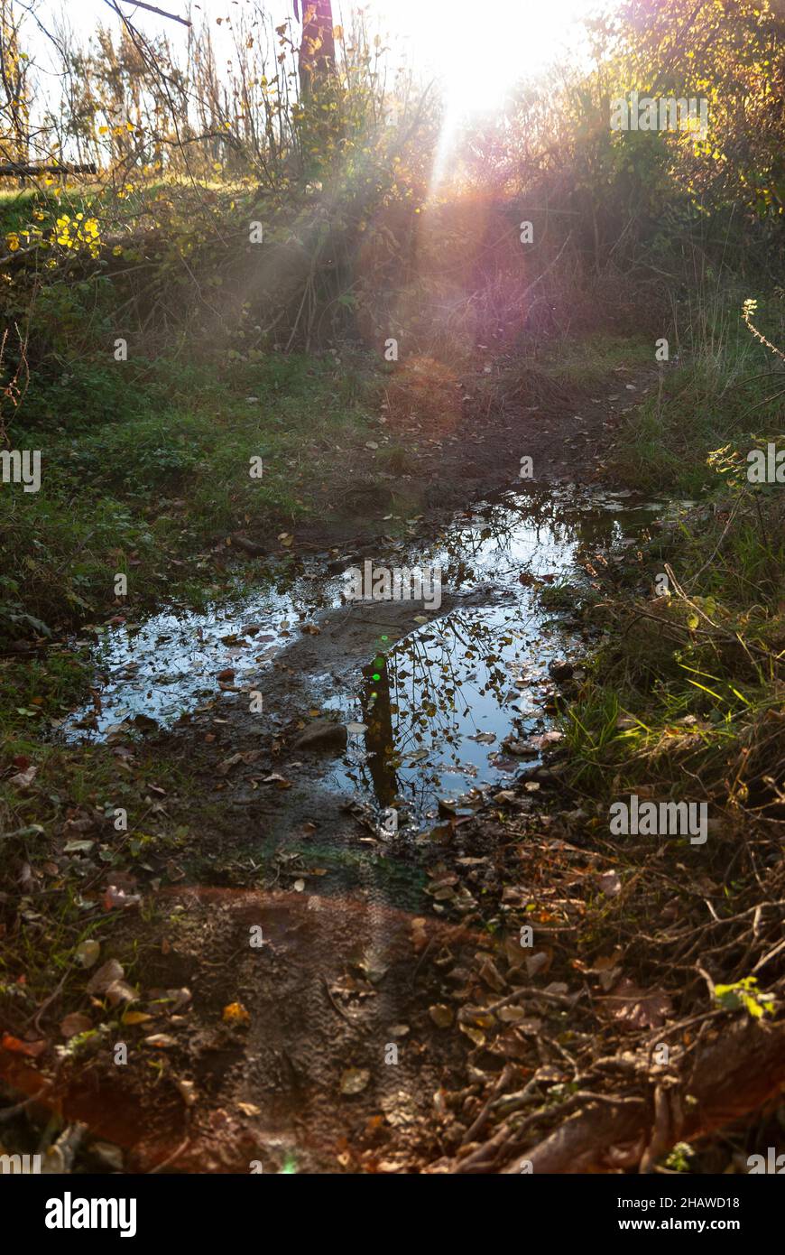 Puddle rain forest hi-res stock photography and images - Alamy