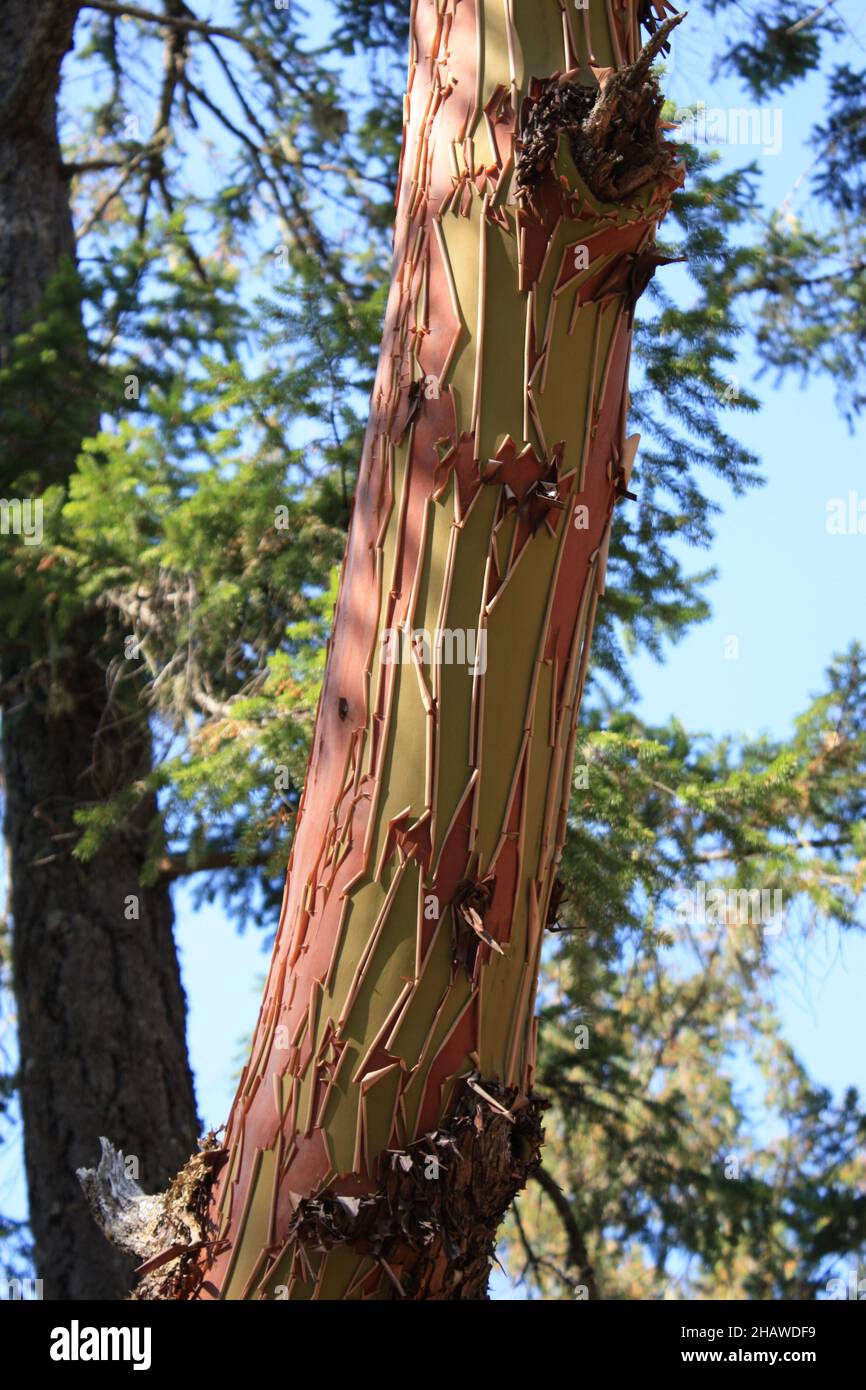 Closeup shot of a tree covered with a plastic as a decoration Stock ...