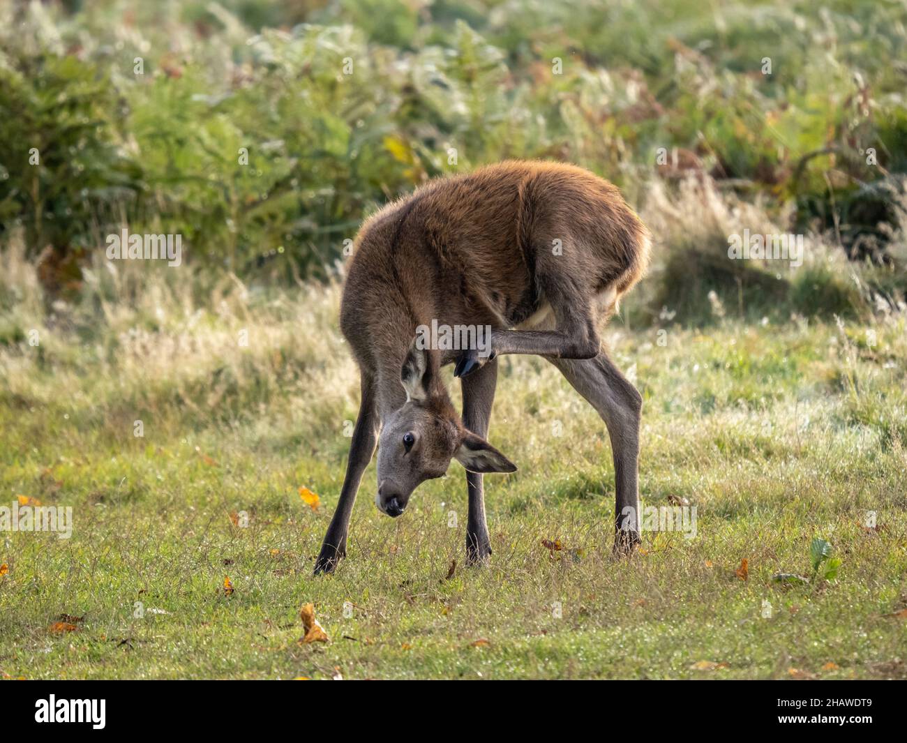 Red Deer Hind Scratching in Ferns Stock Photo - Alamy