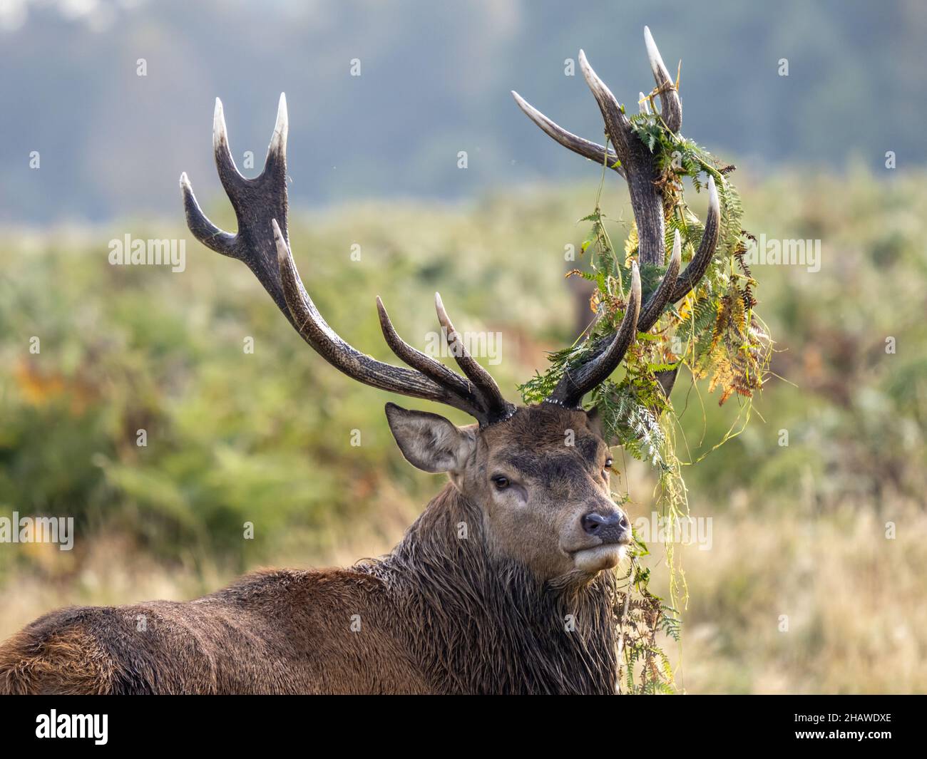 Red Deer Stag Cleaning With Bracken on Antlers Stock Photo - Alamy