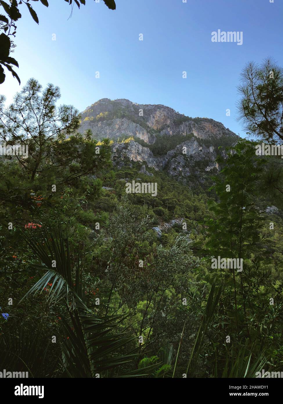 View of mountain in the forest and bush in Kabak Mugla Turkey Stock ...