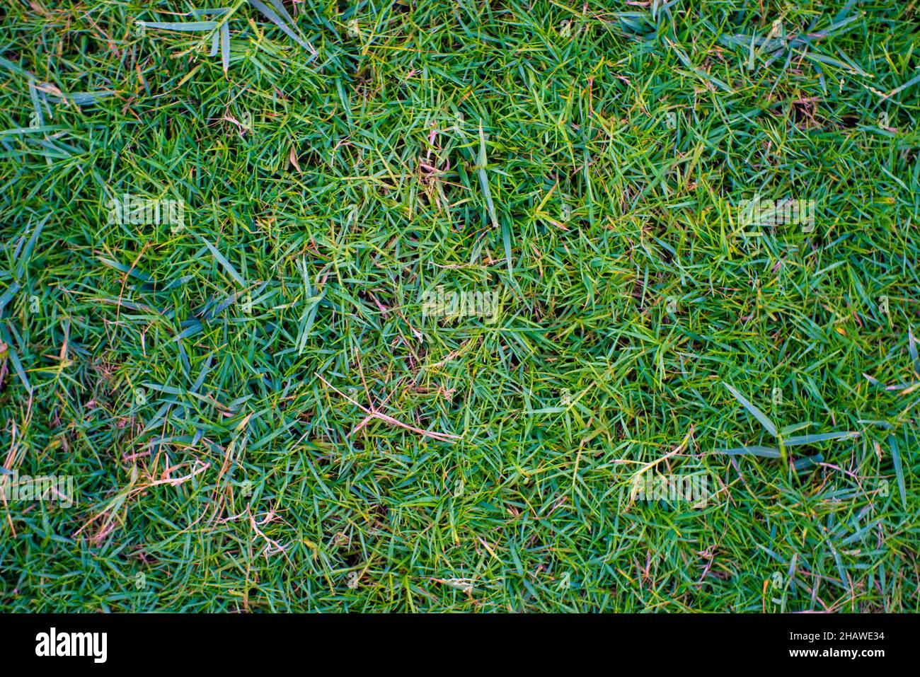 Green fresh grass lawn texture nature background Stock Photo - Alamy