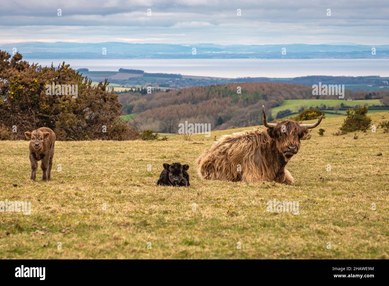 Highland cattle on top of Broomfield Hill in the Quantocks Area of ...
