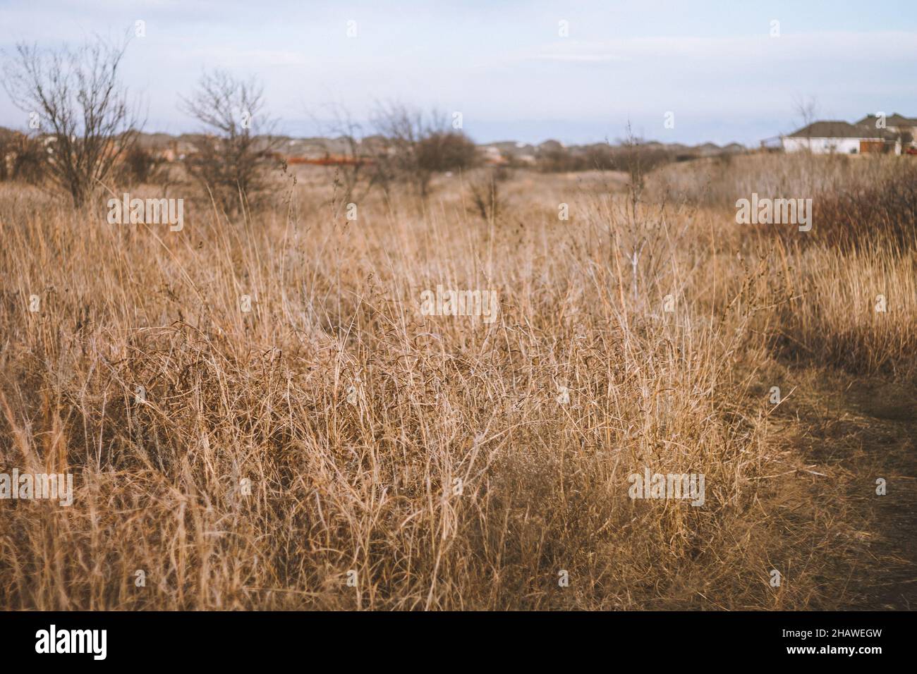 Field of wheat in Forth Worth, Texas, United States Stock Photo - Alamy