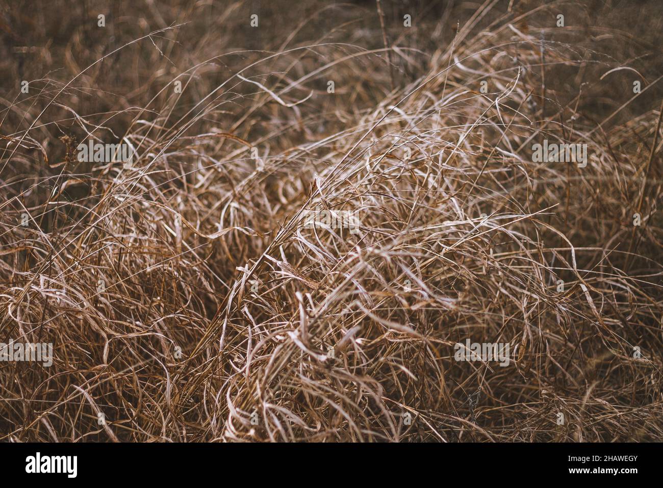 Field of wheat in Forth Worth, Texas, United States Stock Photo - Alamy