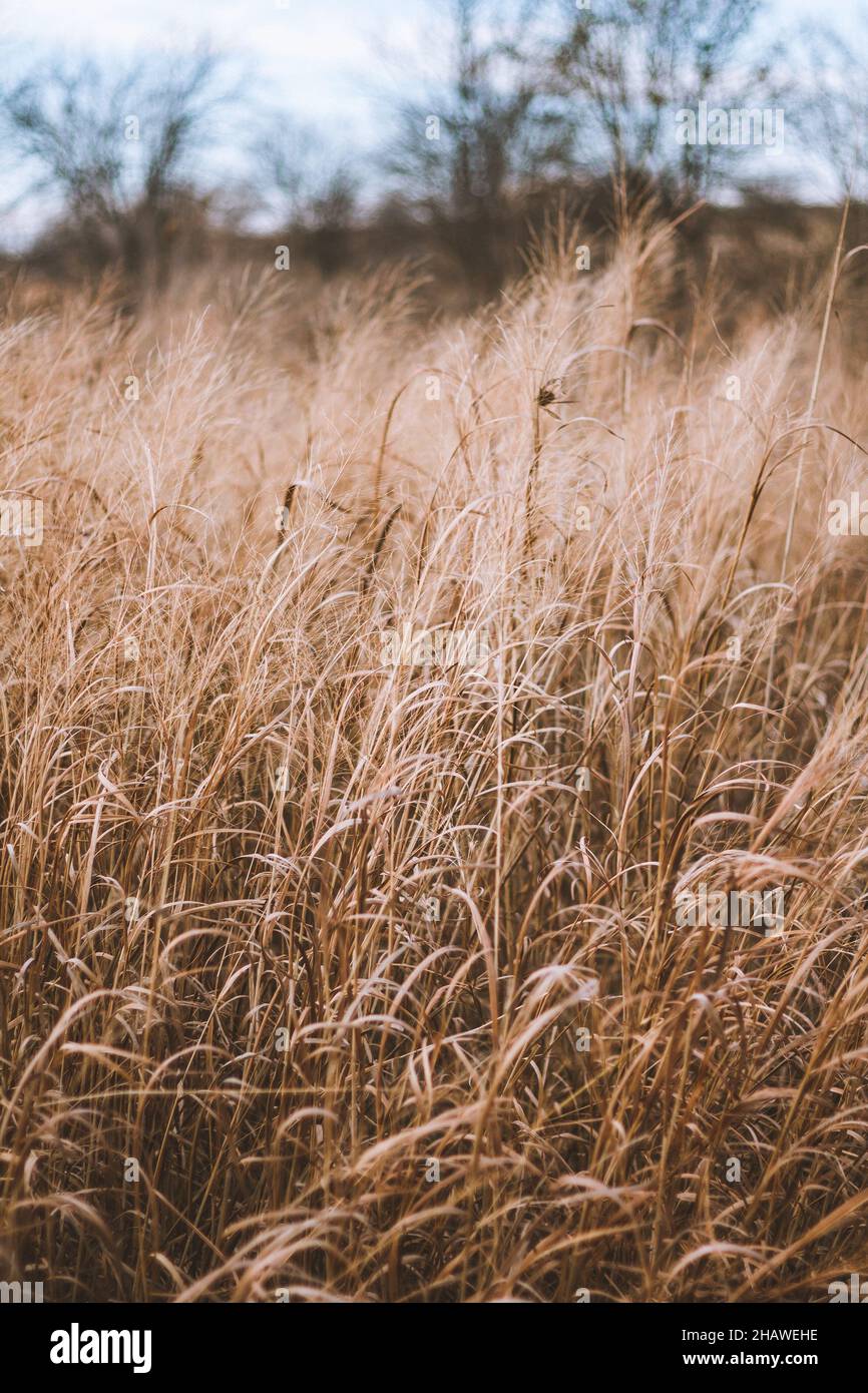 Field of wheat in Forth Worth, Texas, United States Stock Photo - Alamy