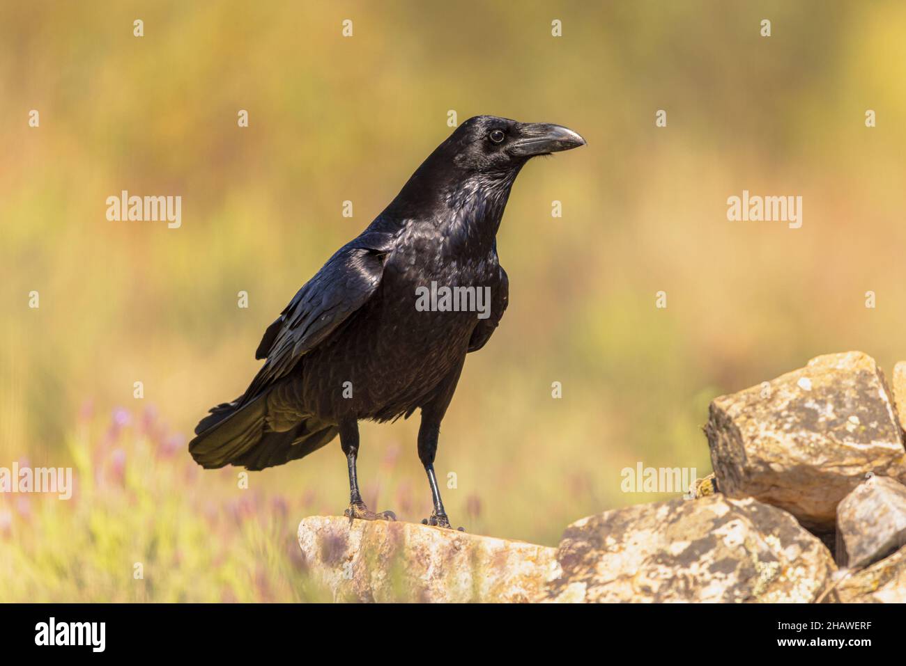 Common Raven (Corvus corax) perched on rocks in sunny weather with ...