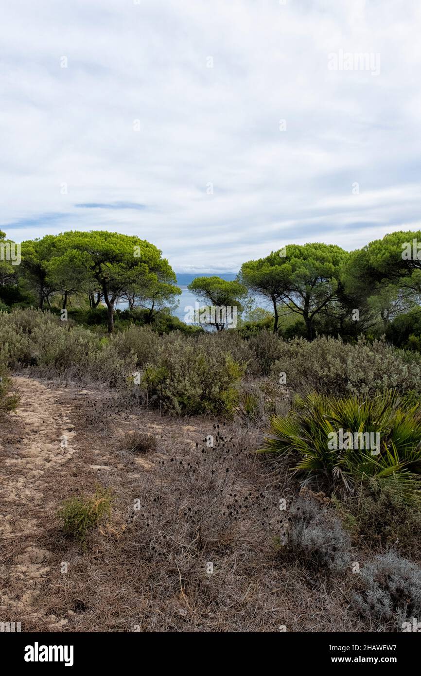 Pine forest, La Breña y Marismas del Barbate Natural Park, Barbate ...
