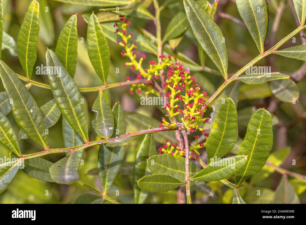 Mastic or Lentisk (Pistacia lentiscus) Tree blooming with red flowers ...
