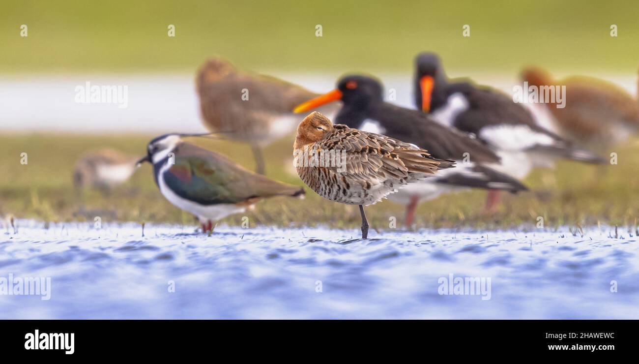 Group of Migratory Wader Birds resting in Wetland on Migration route in ...