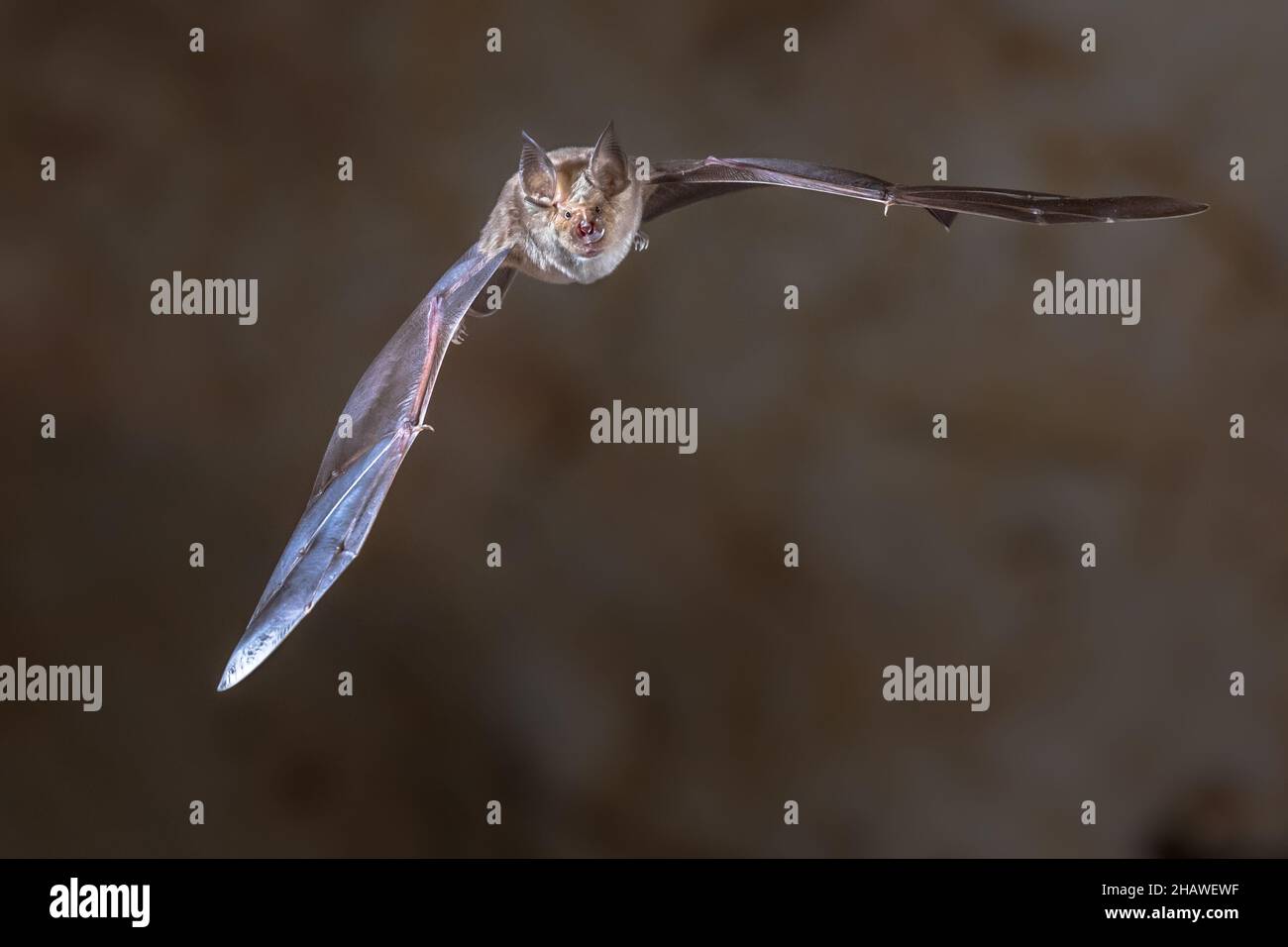Greater horseshoe bat flying hi-res stock photography and images - Alamy
