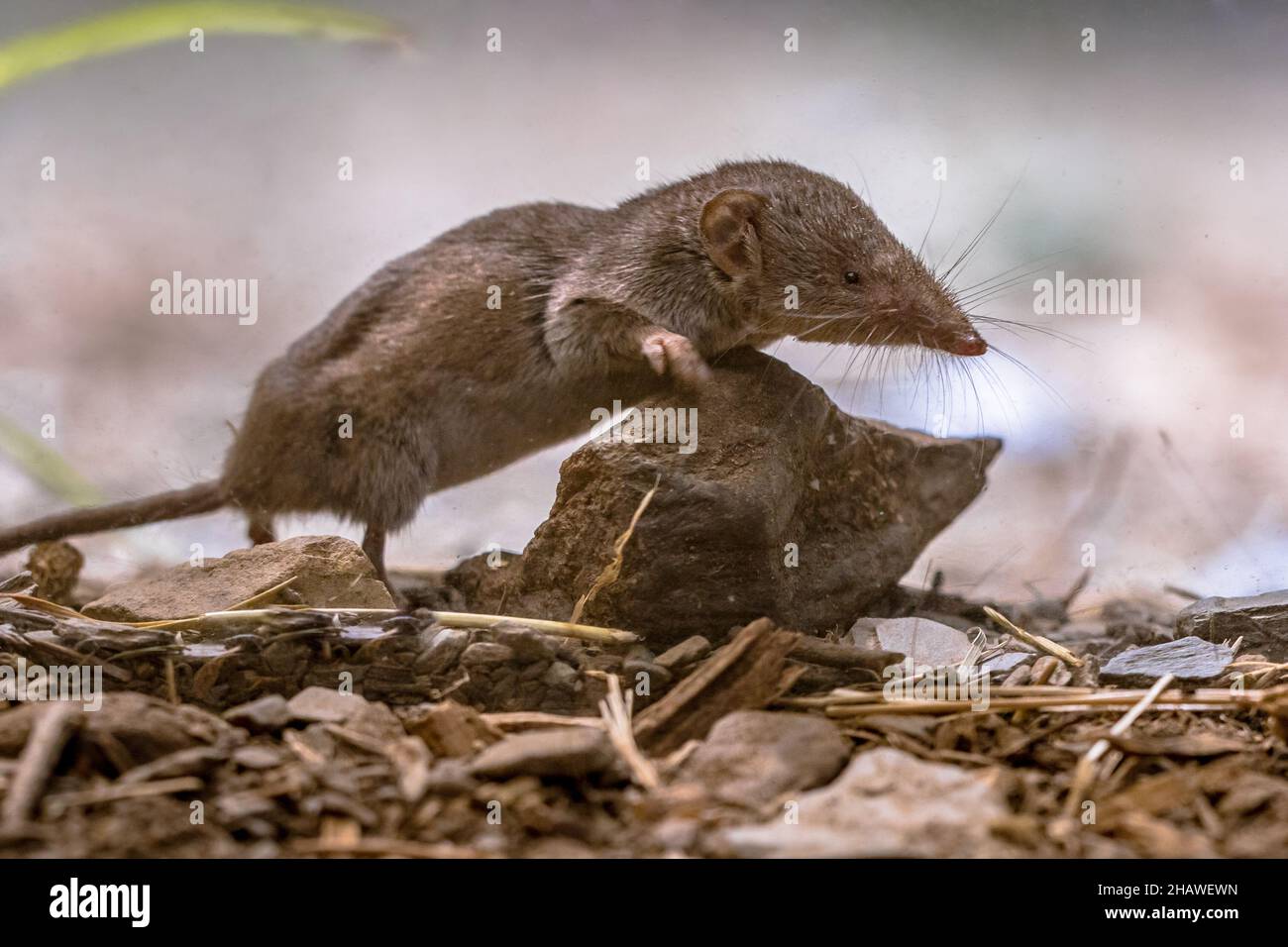 Lesser white-toothed shrew (Crocidura suaveolens) in natural habitat ...