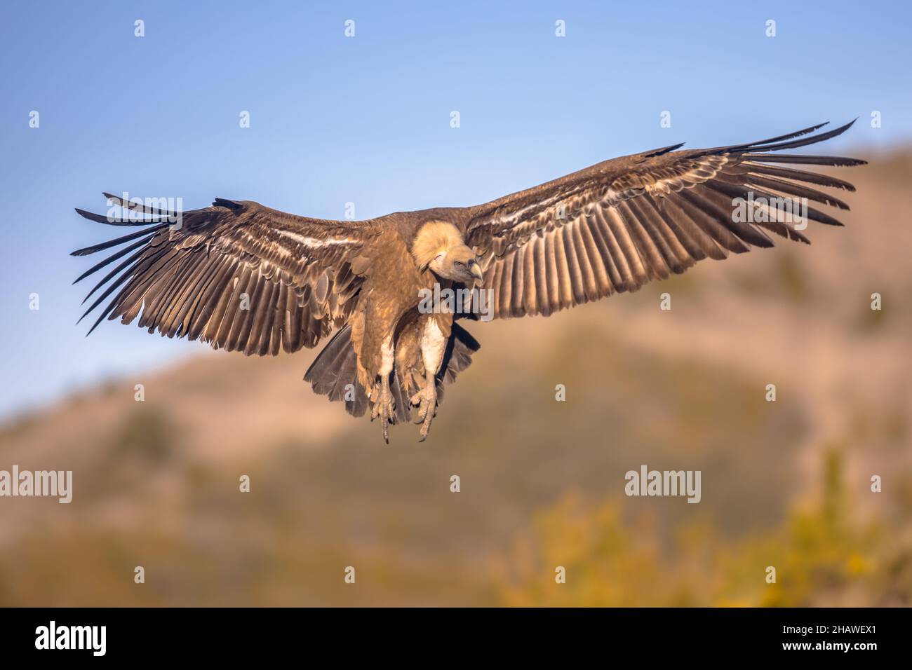 Vulture bird spain catalonia flight fly flying pyrenees hi-res stock ...