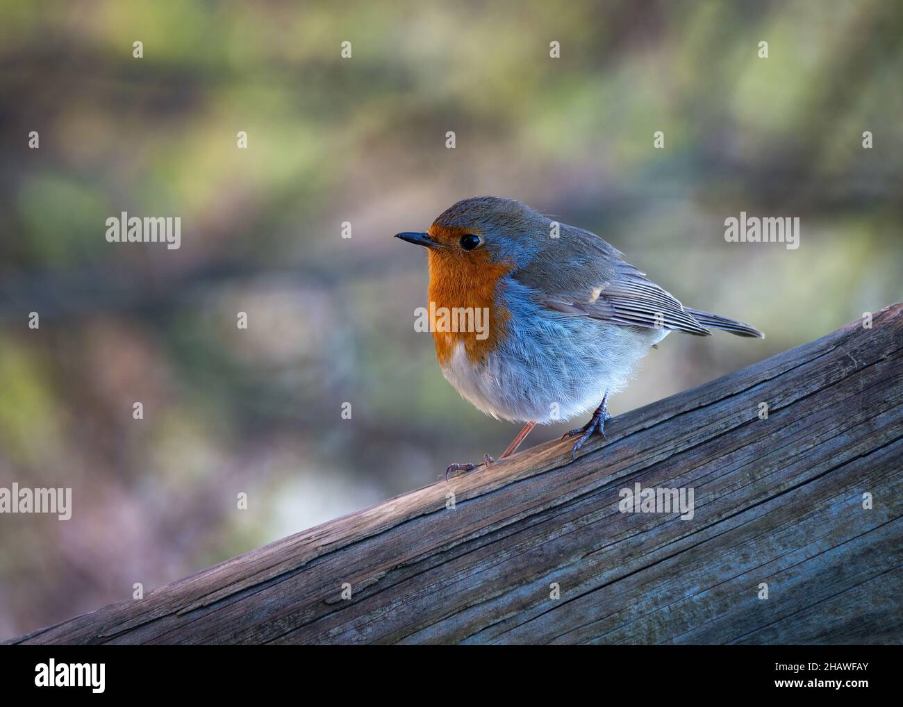 Ham wall national nature reserve hi-res stock photography and images ...