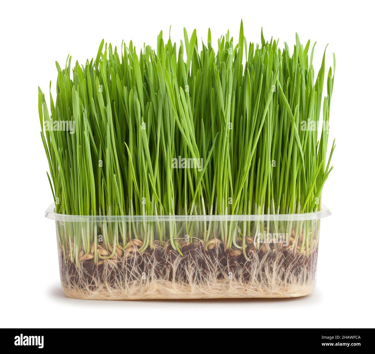Sprouts of wheat hi-res stock photography and images - Alamy