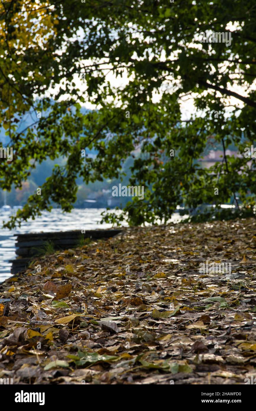 Vertical shot of autumnal leaves on a bay under tree branches Stock ...