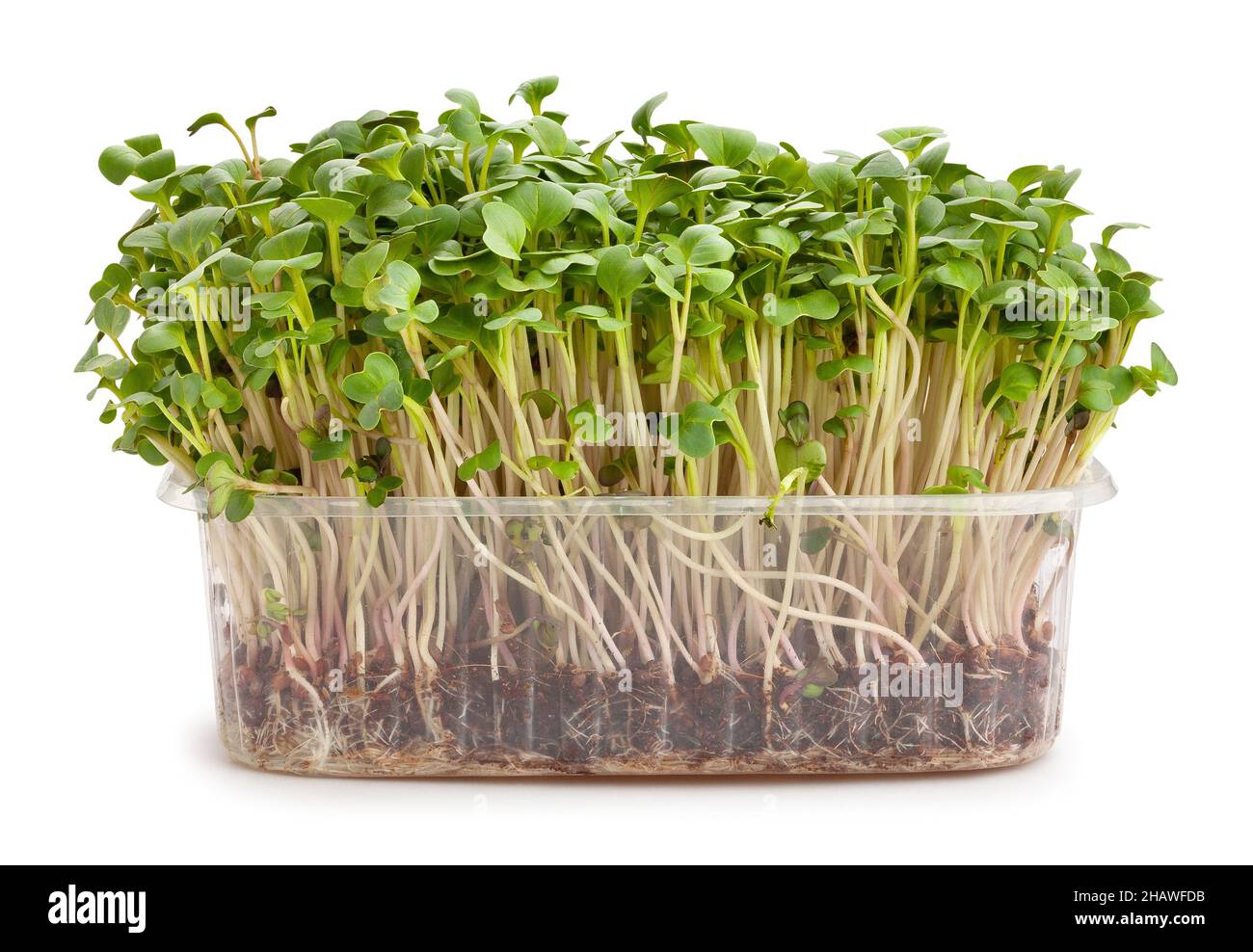 Radish seedling hi-res stock photography and images - Alamy