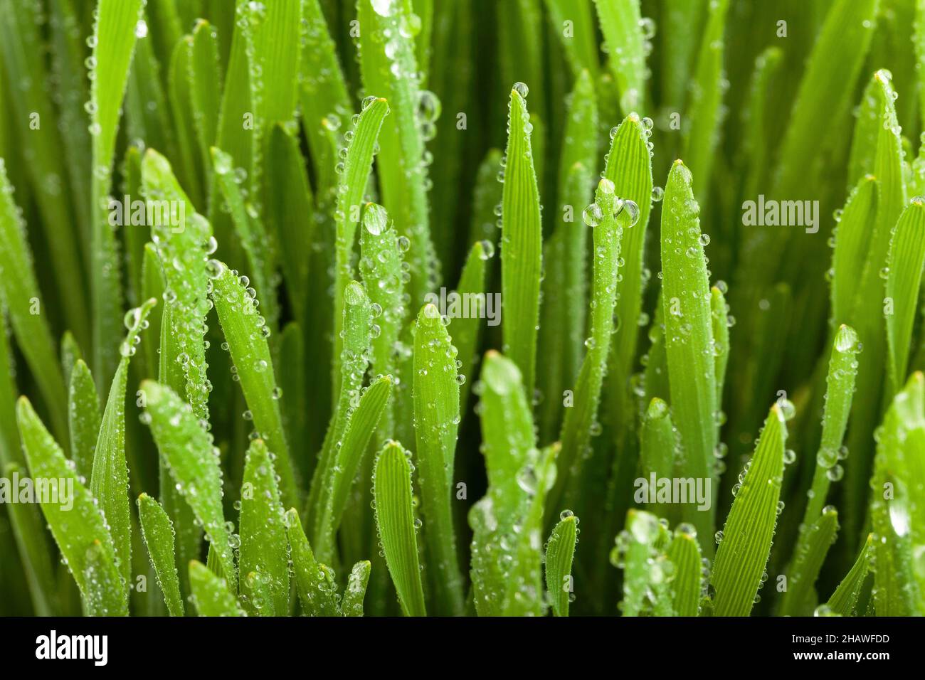 dew on grass wheat sprouts macro detail closeup Stock Photo - Alamy