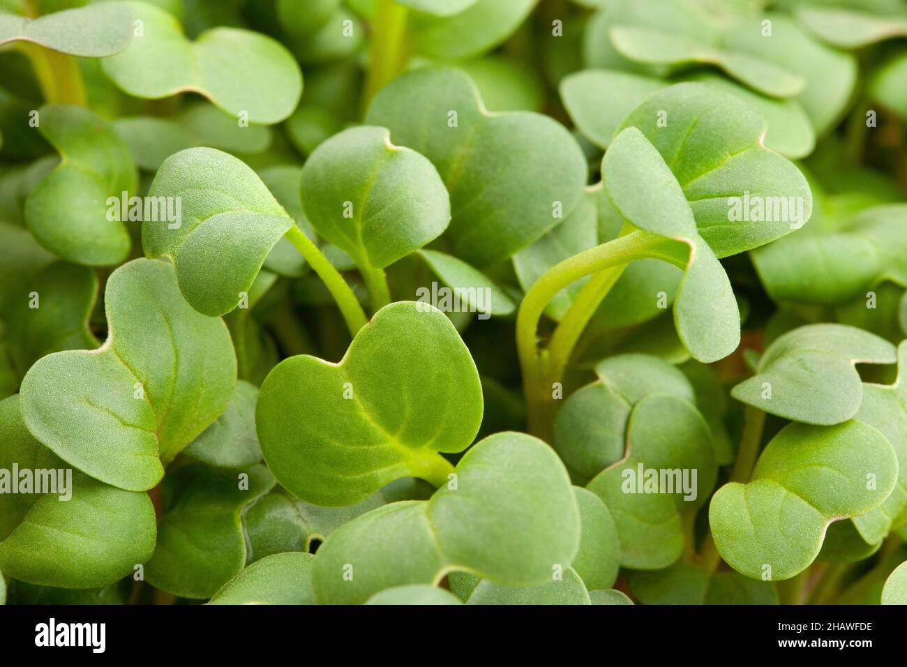 radish sprouts macro detail closeup Stock Photo - Alamy