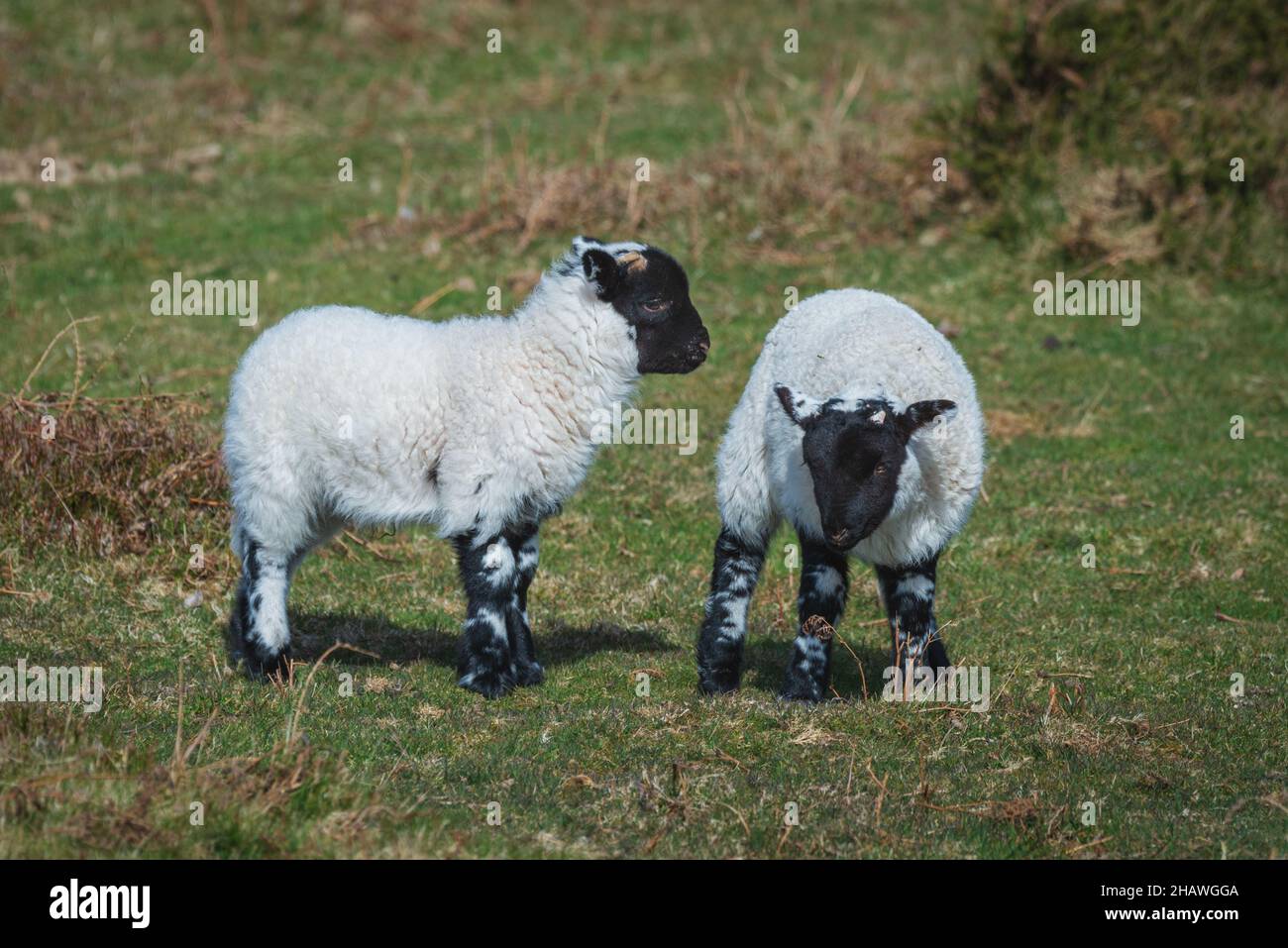 Two lambs playing together on the hillside at Higher Hare Knap on the ...