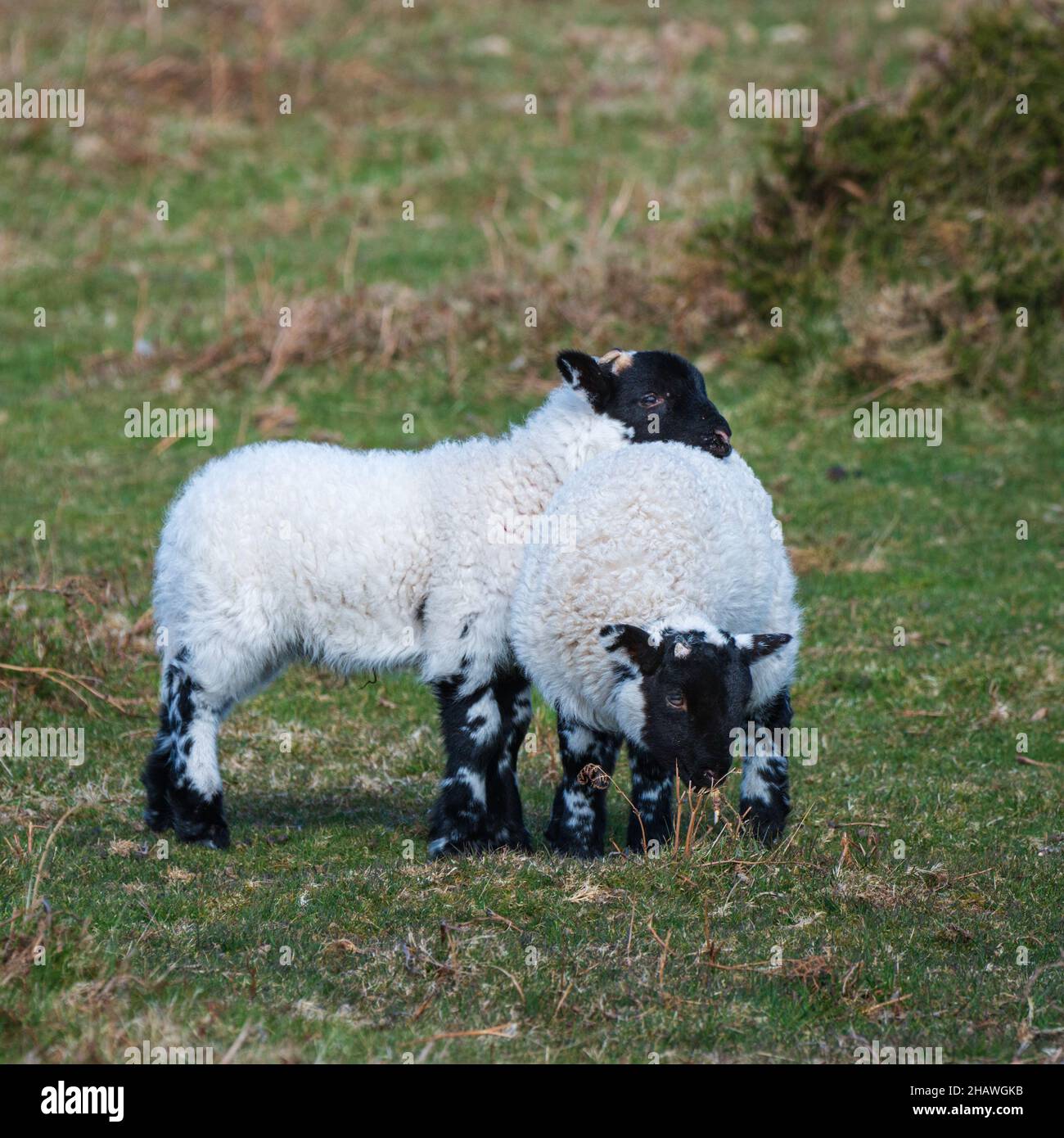 Two lambs playing together on the hillside at Higher Hare Knap on the ...