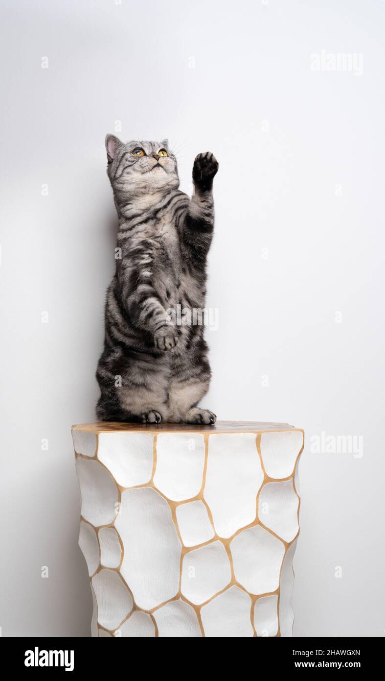 playful silver tabby british shorthair cat standing on stool rearing up ...