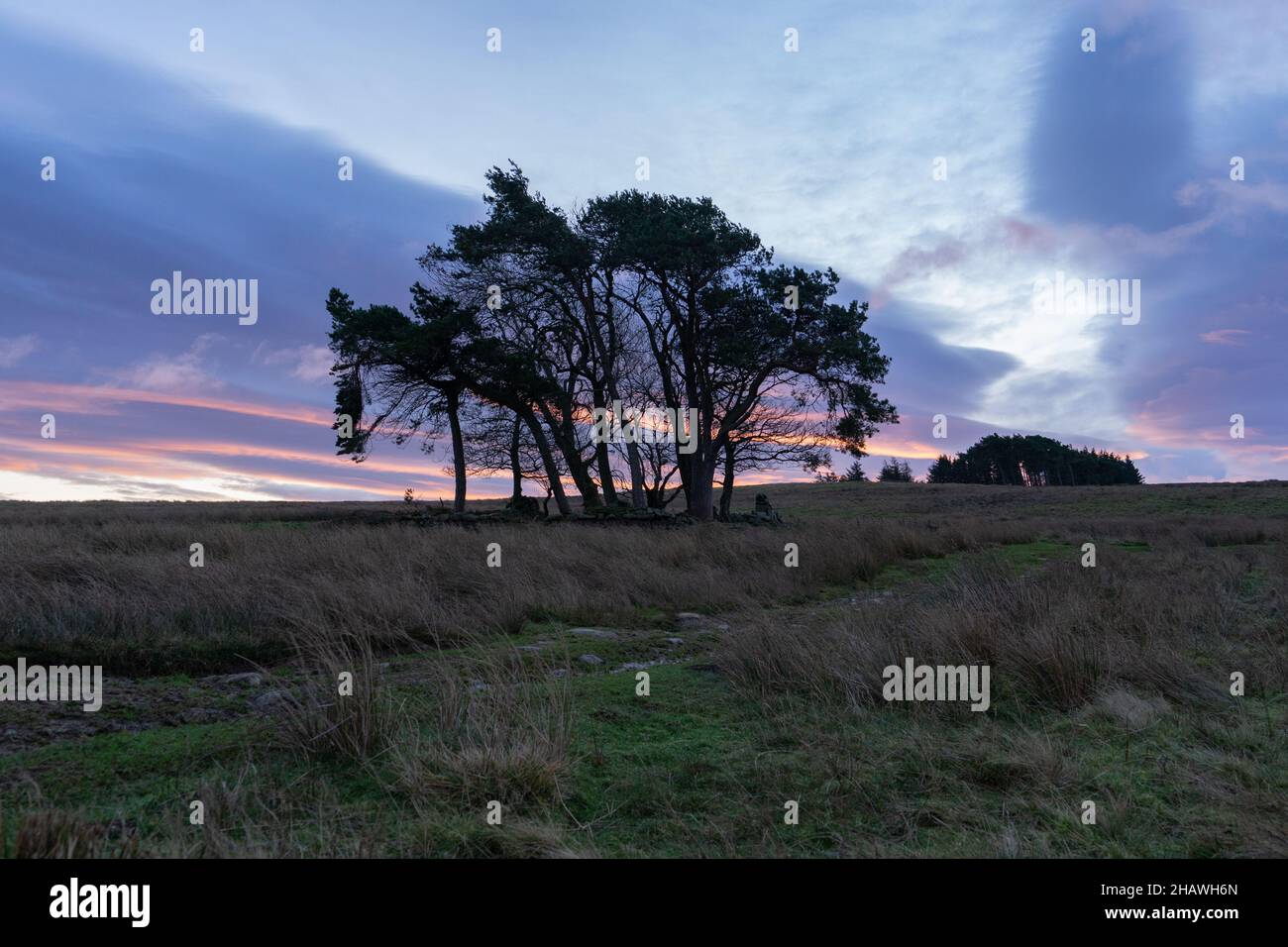 Copse stand trees hi-res stock photography and images - Alamy