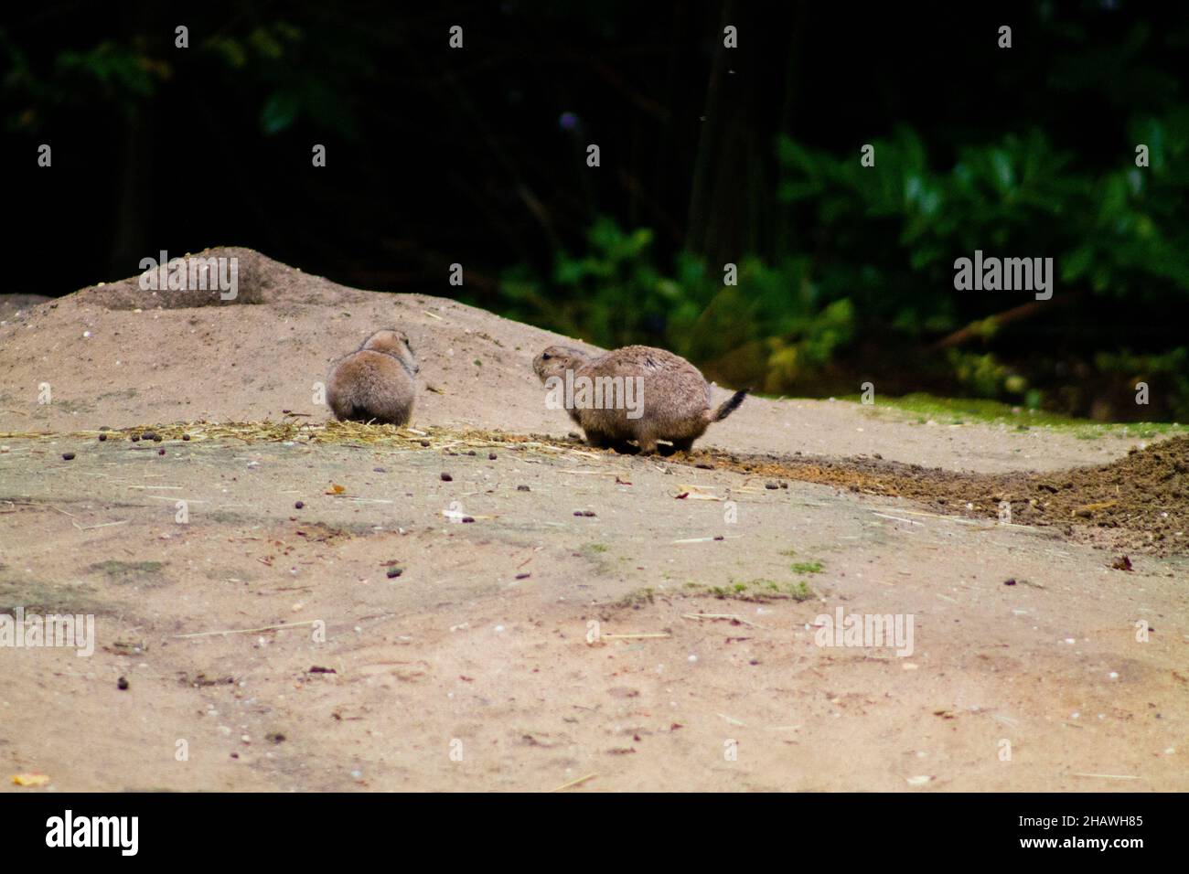 Marmots - large ground squirrels in a field Stock Photo - Alamy