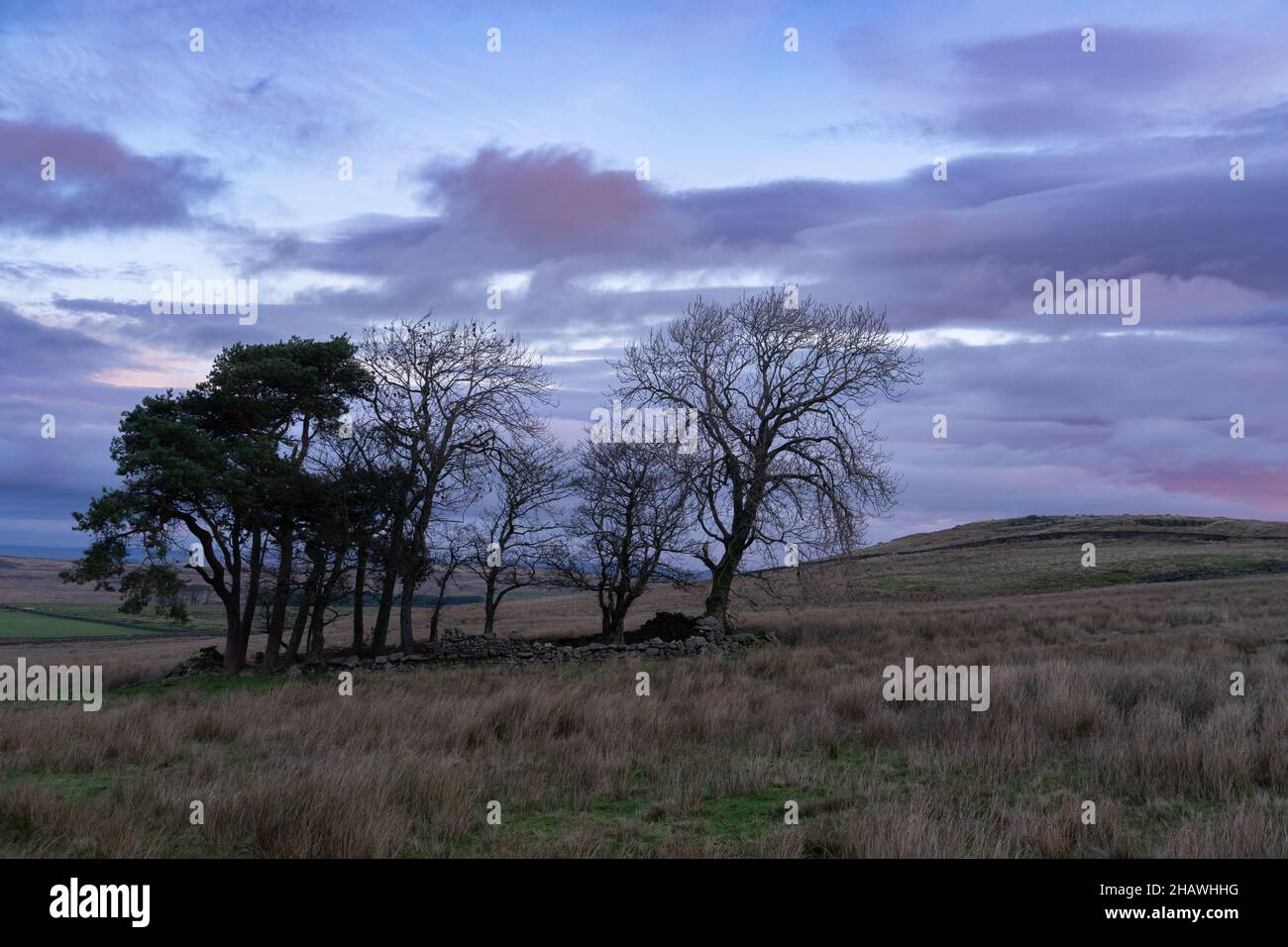 Moorland copse in Northumberland UK Stock Photo - Alamy