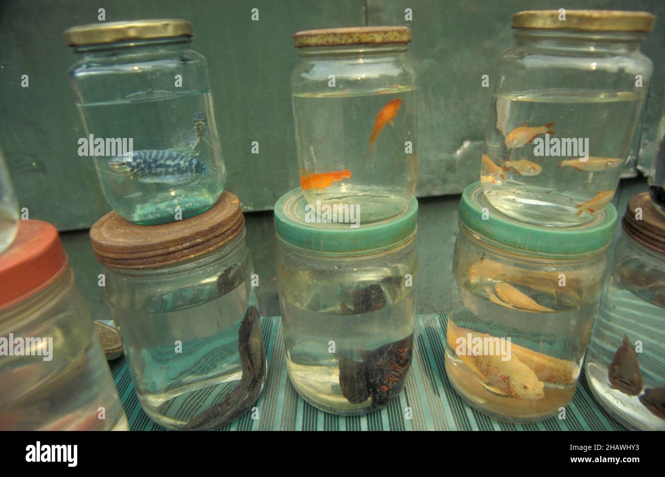Ornamental Fish at a Animal market in the city center of Beijing in ...