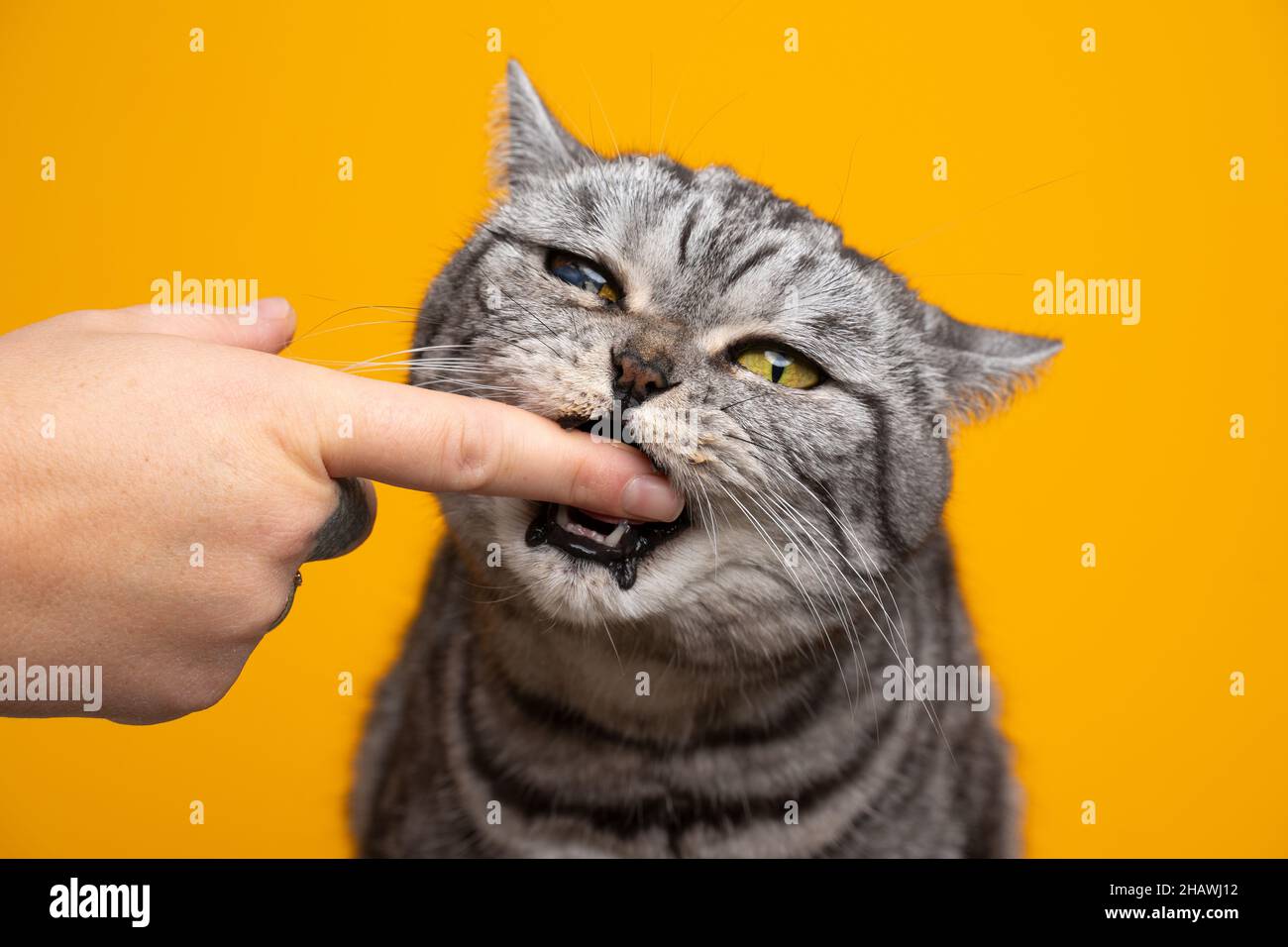 greedy silver tabby british shorthair cat biting finger on yellow ...
