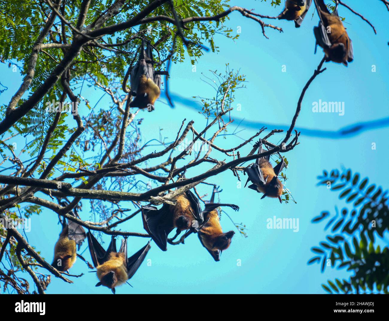 Bats hanging from trees at the Bat Park. Agartala, Tripura, India Stock ...