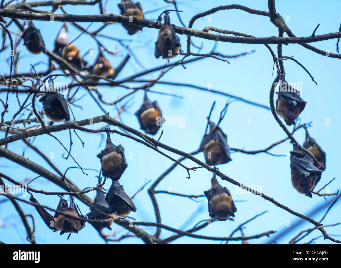 Bats hanging from trees at the Bat Park. Agartala, Tripura, India Stock ...