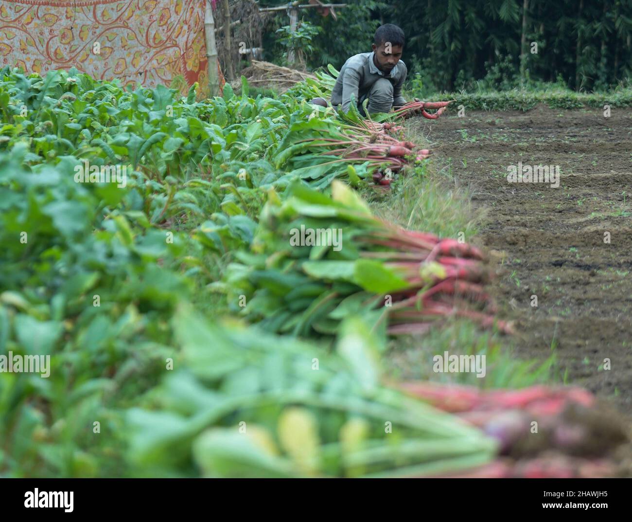 Radish in india hi-res stock photography and images - Alamy