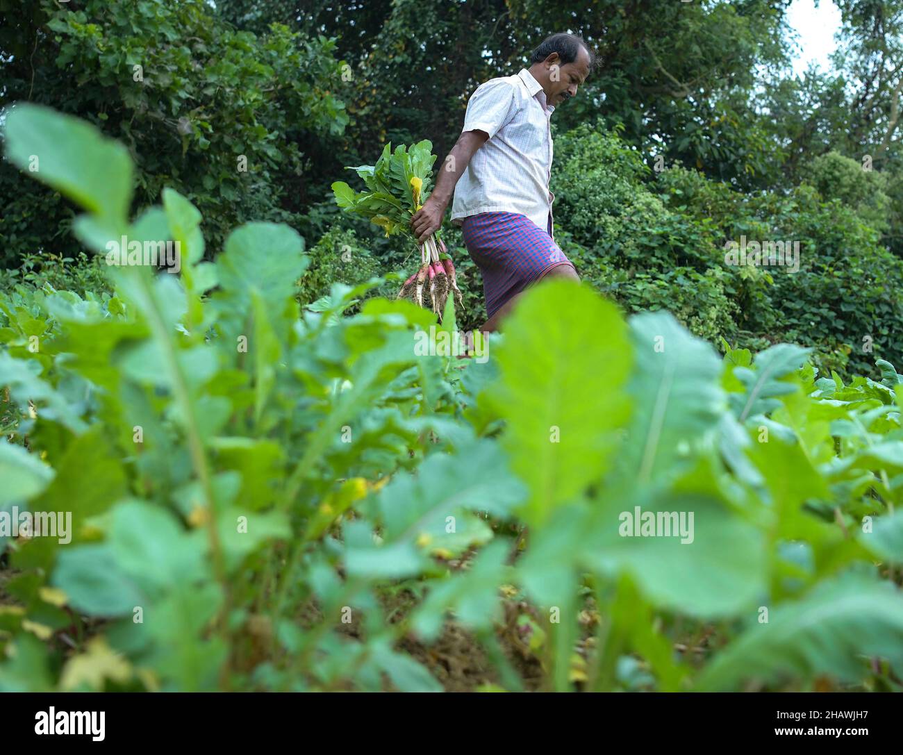 A farmer working at a vegetable farm. He is seen uprooting radish which ...