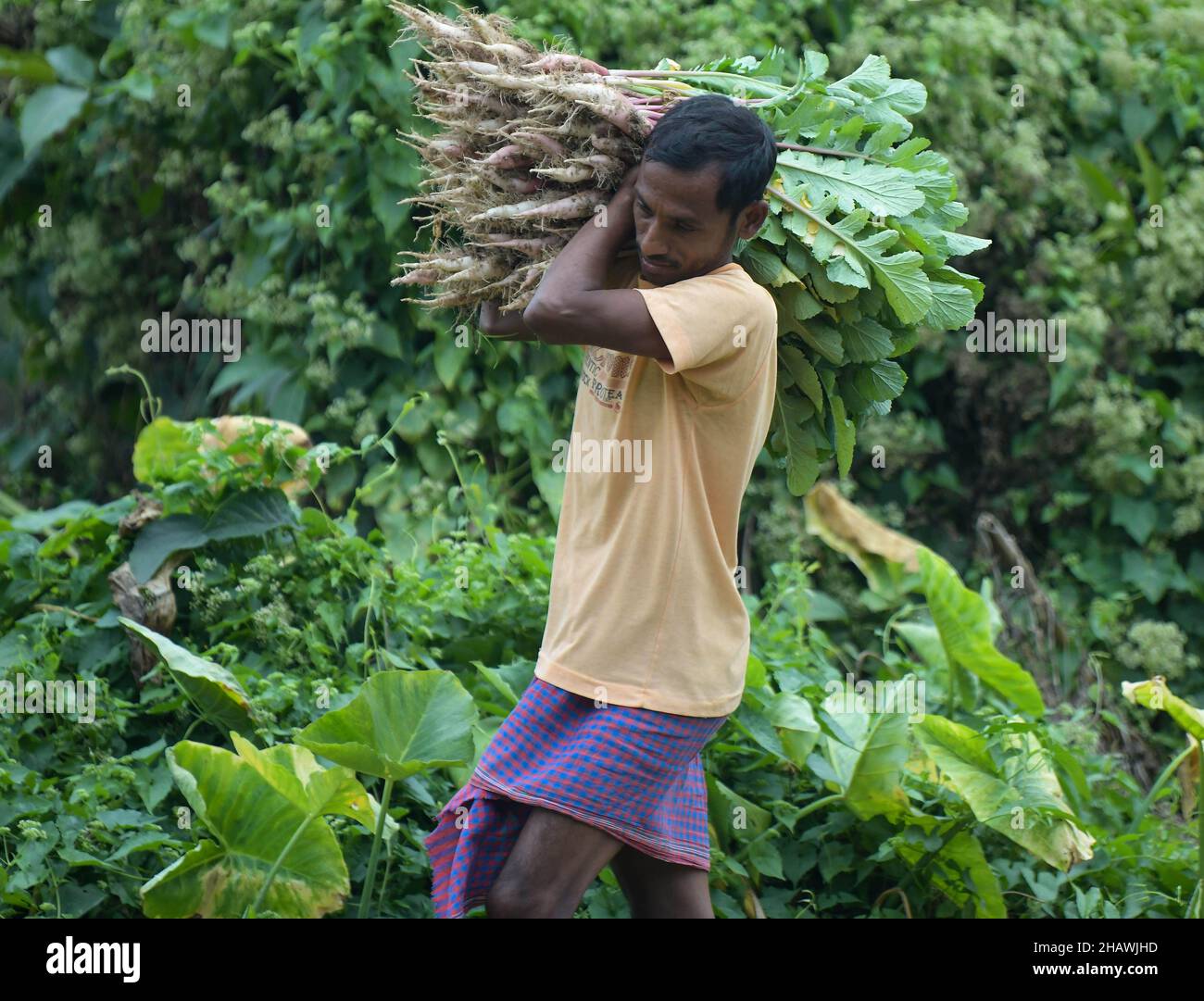 A farmer working at a vegetable farm. He is seen uprooting radish which ...
