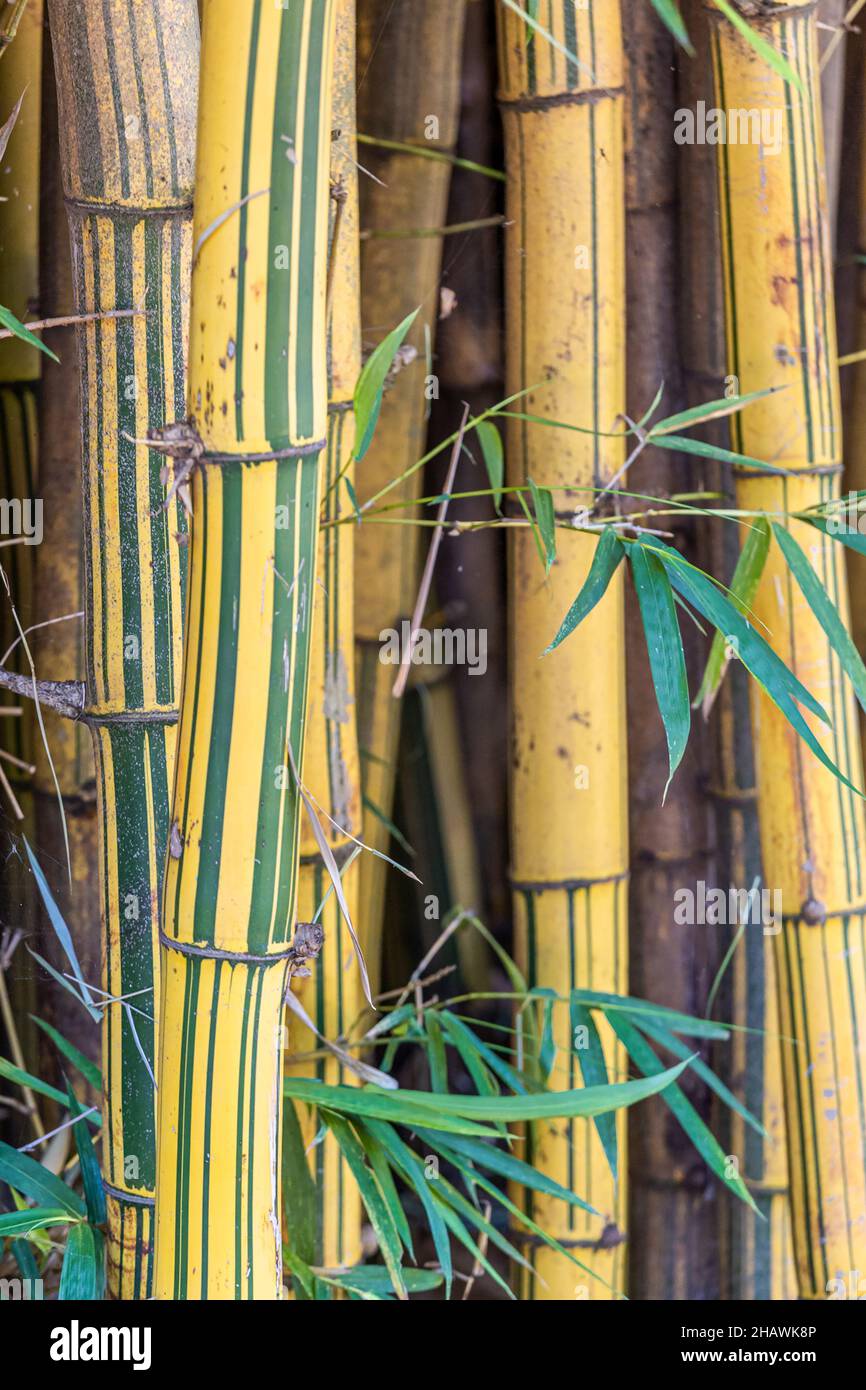 Bamboo close up hi-res stock photography and images - Alamy