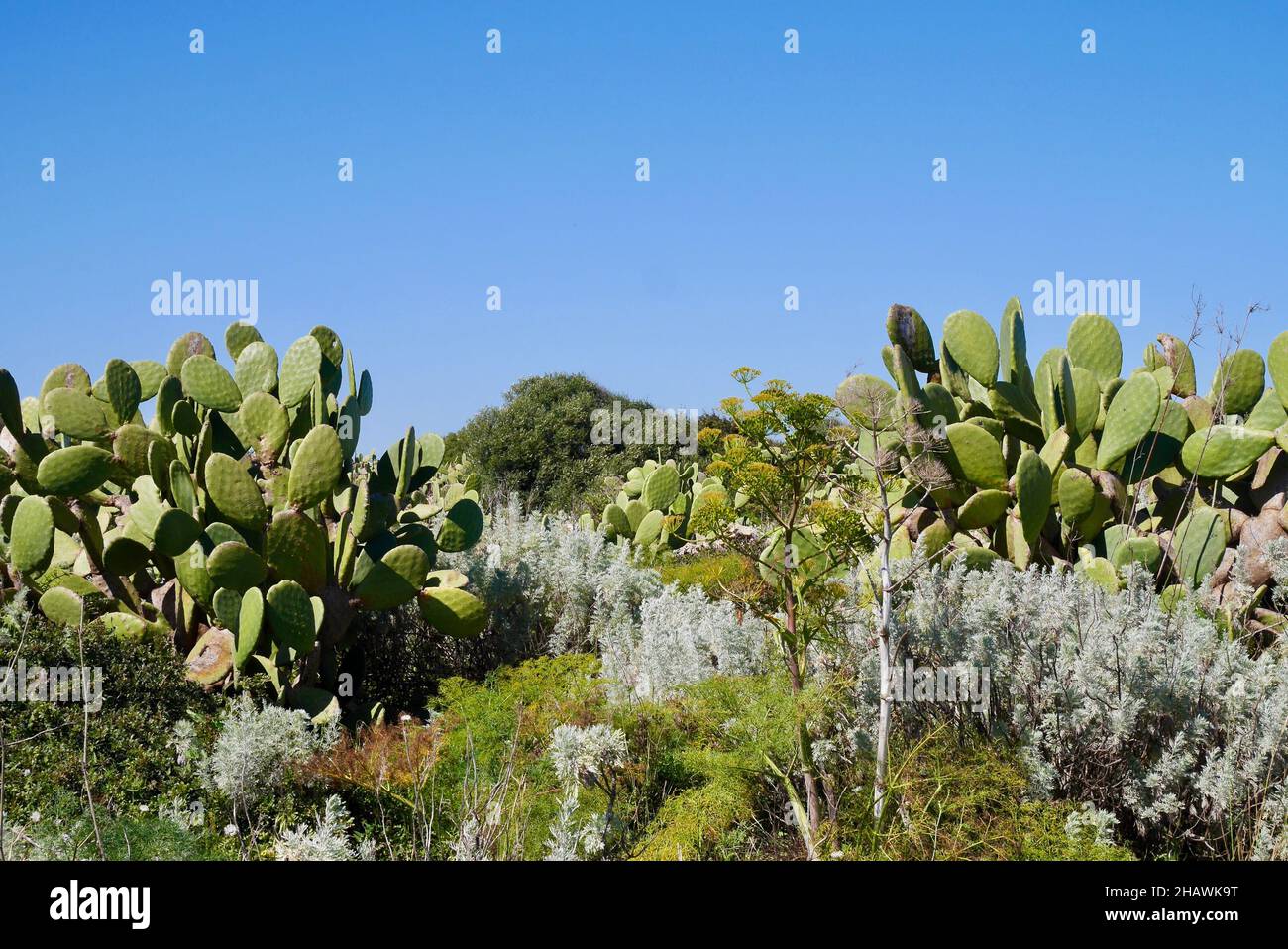 Cactus plants along coastal trail in Riserva Naturale Oasi Faunistica ...