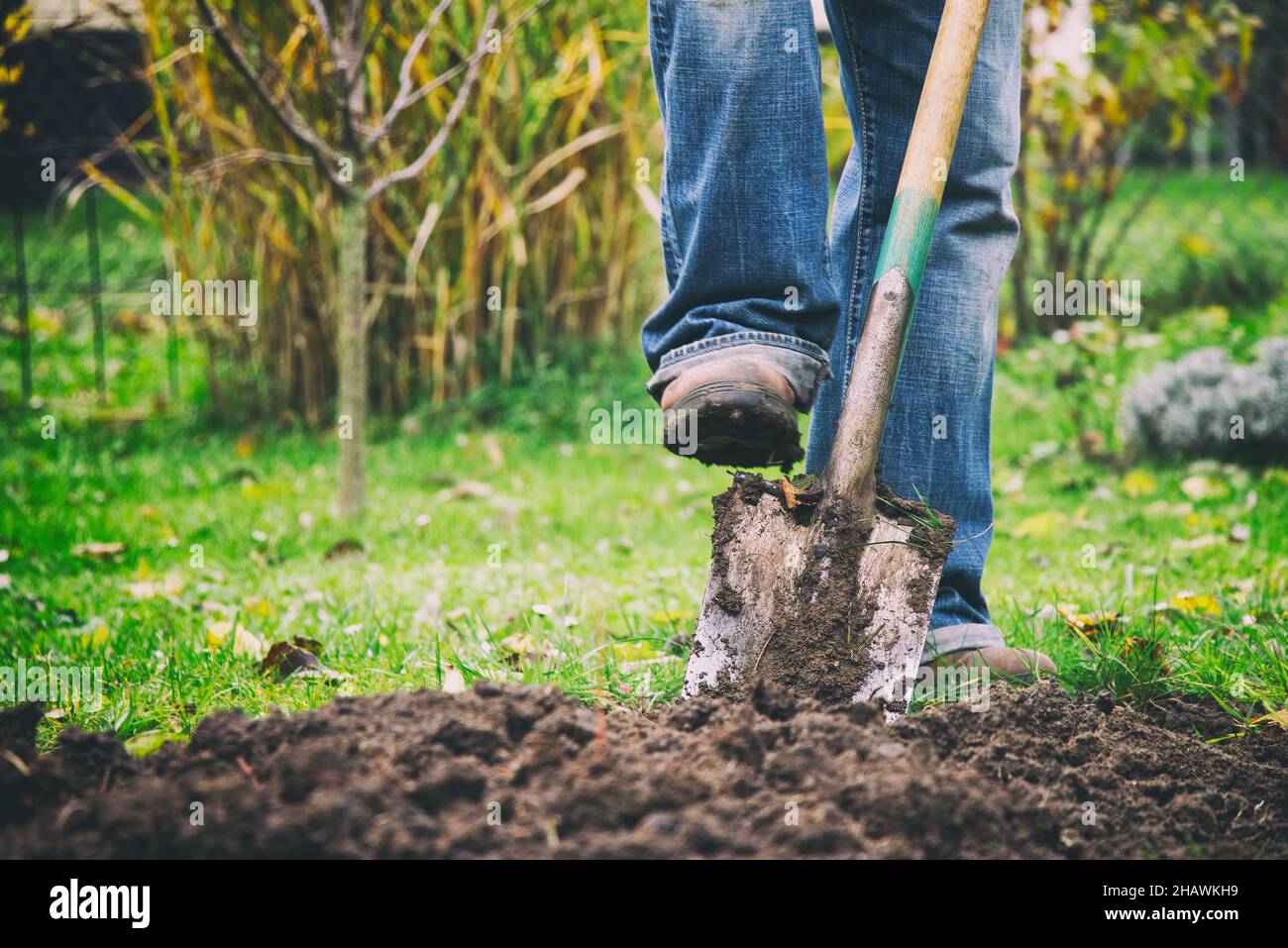 Gardener digging in a garden with a spade. Man using a big shovel for ...