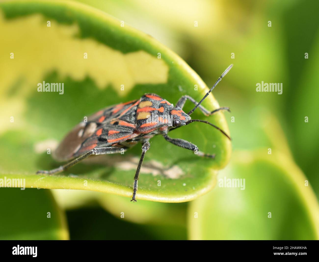 Black and red seed bug Spilostethus pandurus sitting on a green leaf ...